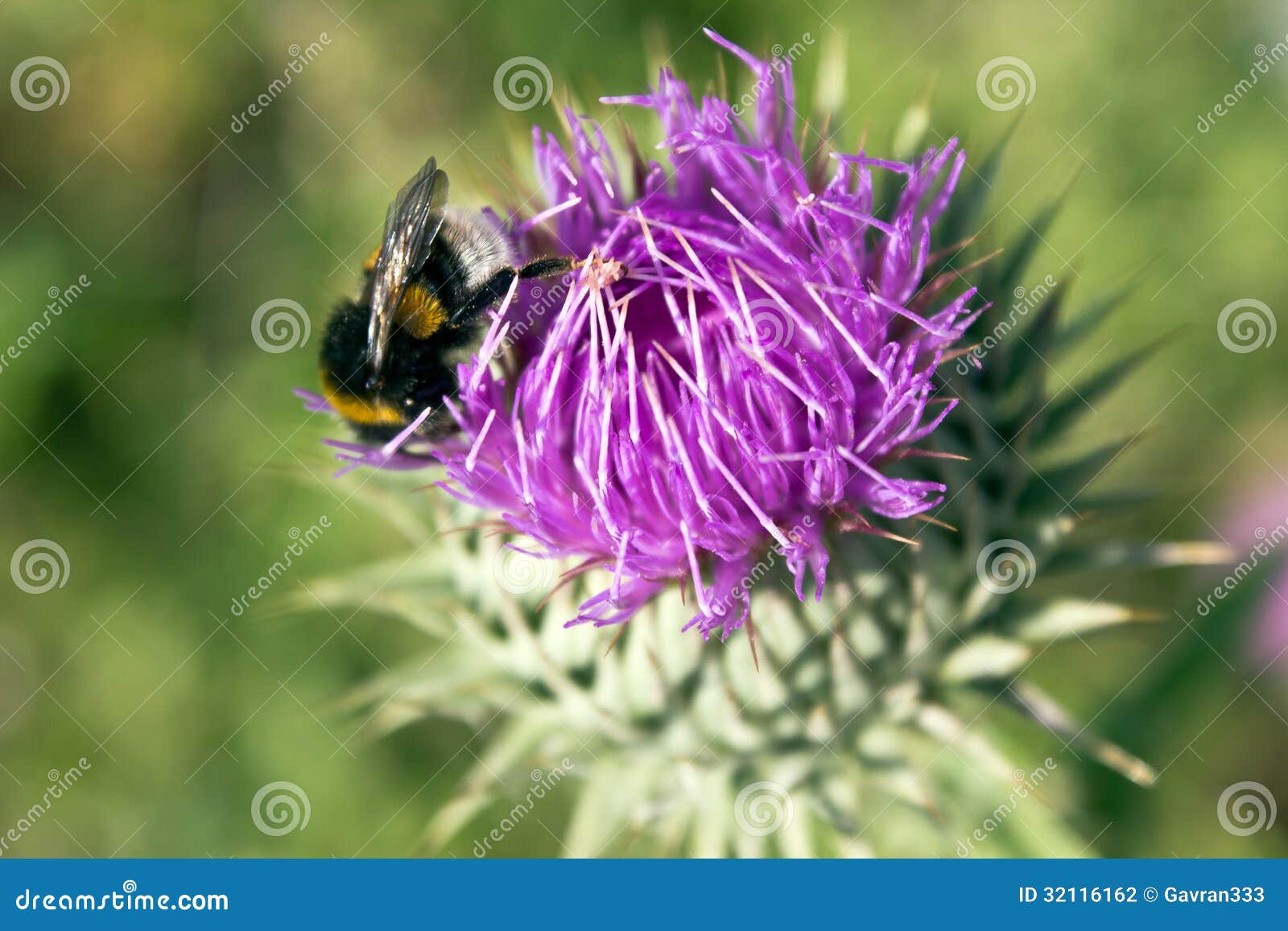 Flower of Milk Thistle with Bee Stock Photo - Image of medicine, flower ...