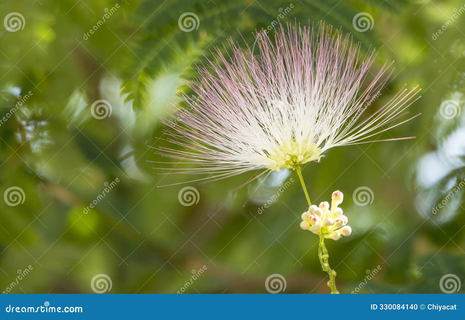 Silk Tree Flowers - Albizia Julibrissin Closeup. Royalty-Free Stock ...