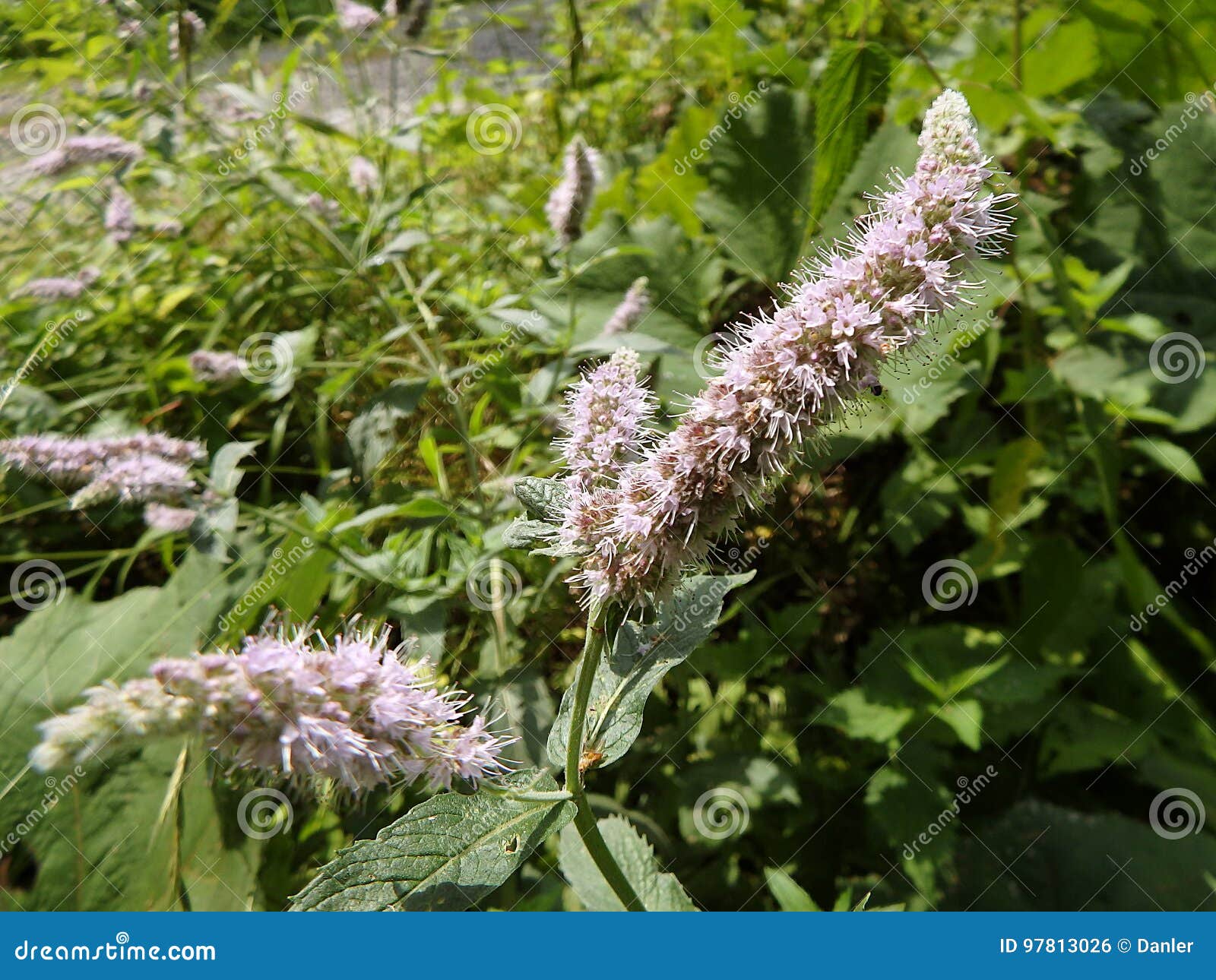 Flower of mint stock photo. Image of flourishing, herb - 97813026
