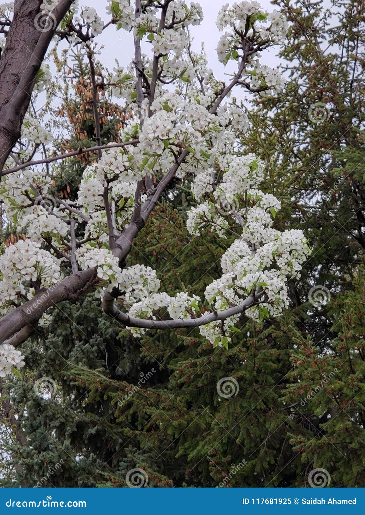 Flower stock image. Image of beautiful, missing, flower - 117681925