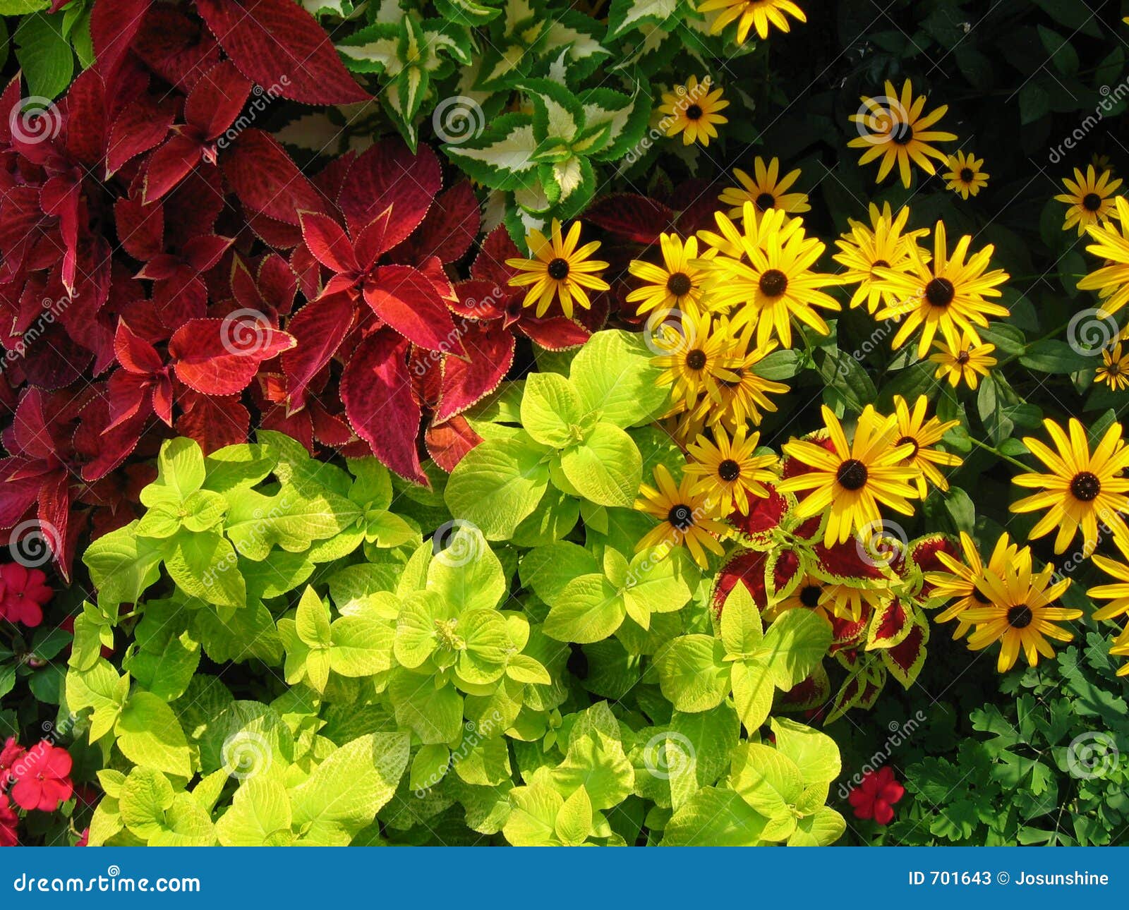 Flower Mix stock image. Image of agriculture, green, bunch - 701643