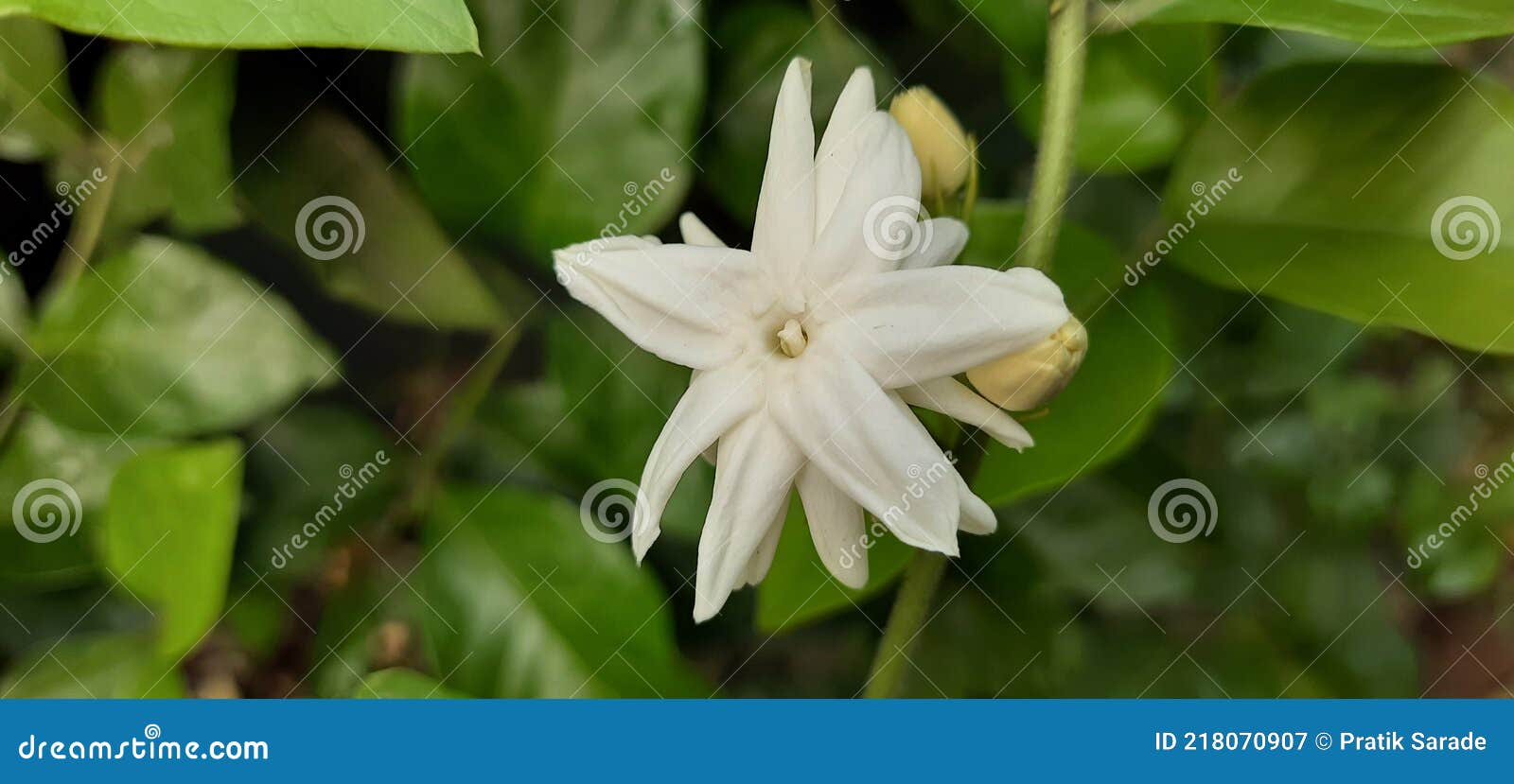 Flower Mogra stock image. Image of flowers, flower, mogra - 218070907