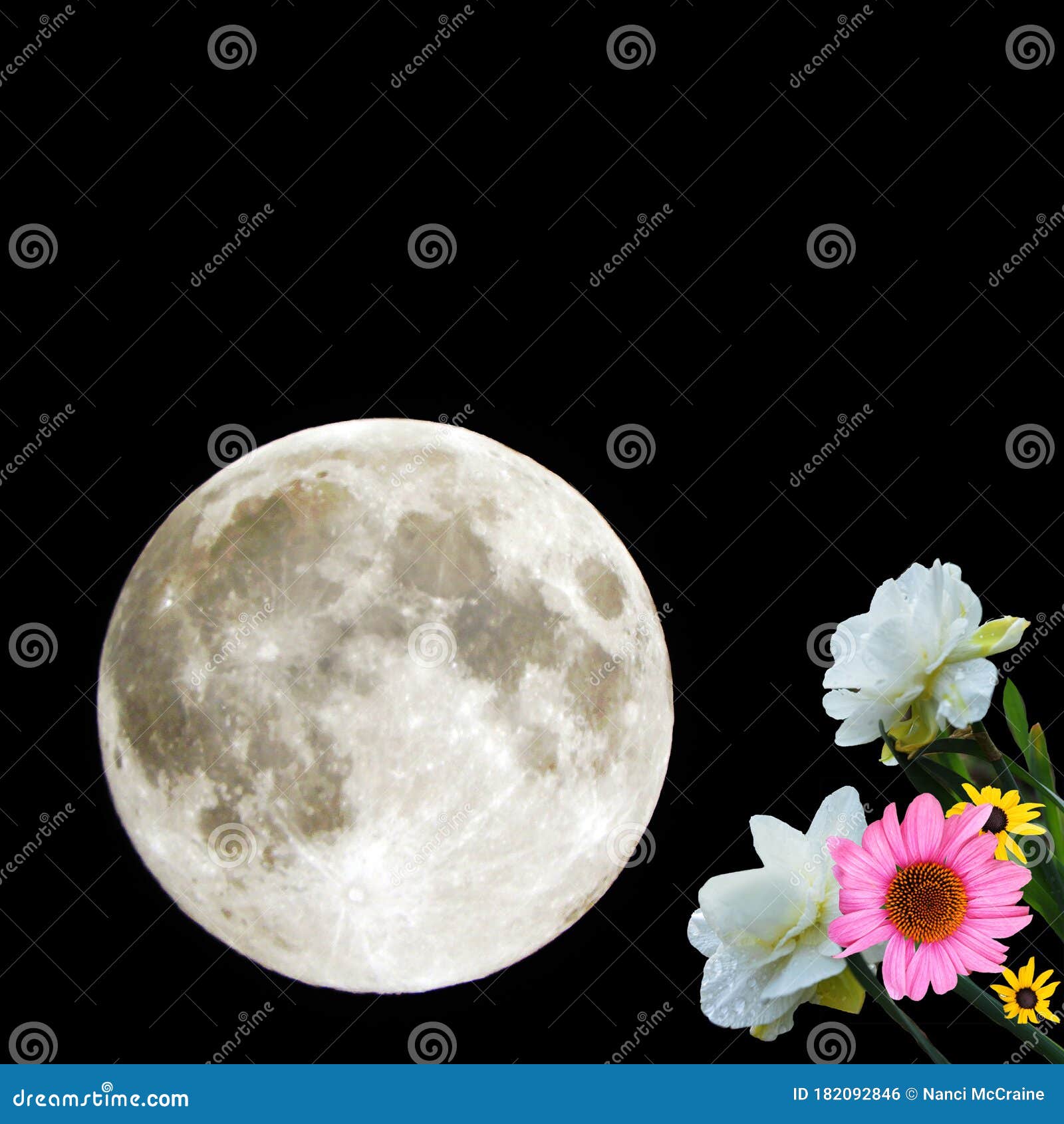 Flower Moon Celebrates the Coming of Spring Stock Photo - Image of ...