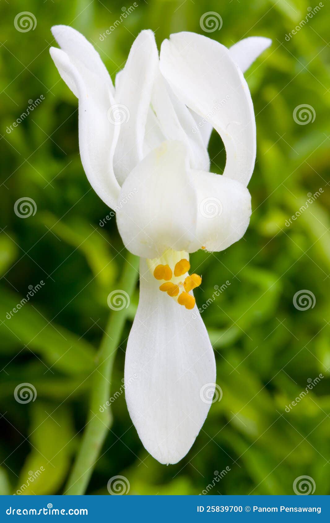 Flower of Moringa stock photo. Image of ingredients, benzolive - 25839700