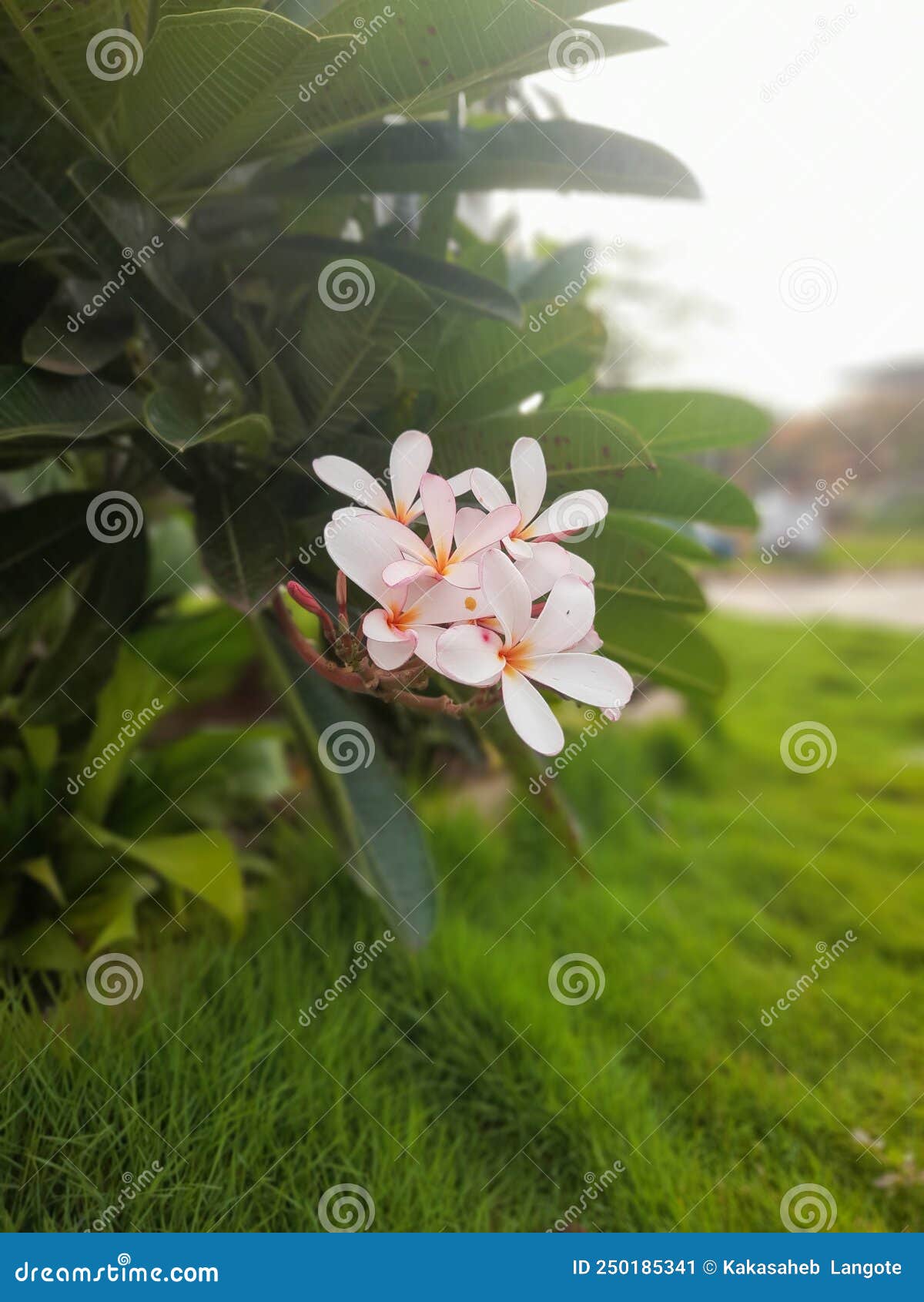 Flower Morning ClickðŸ¥€ðŸ¥€ Stock Image - Image of sunlight, spring ...