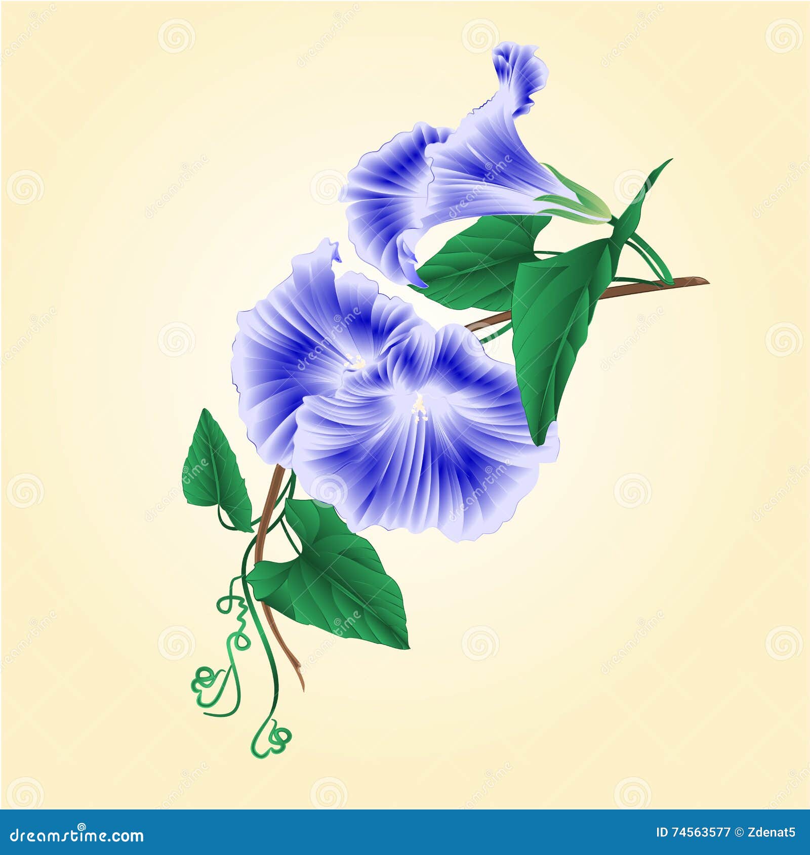 Flower Morning Glory Blue Vector Stock Vector - Illustration of ...