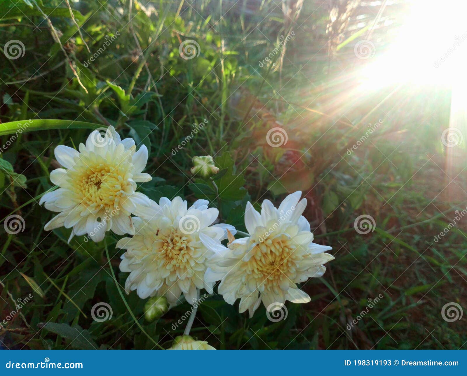 Flower at morning sun stock image. Image of morning - 198319193