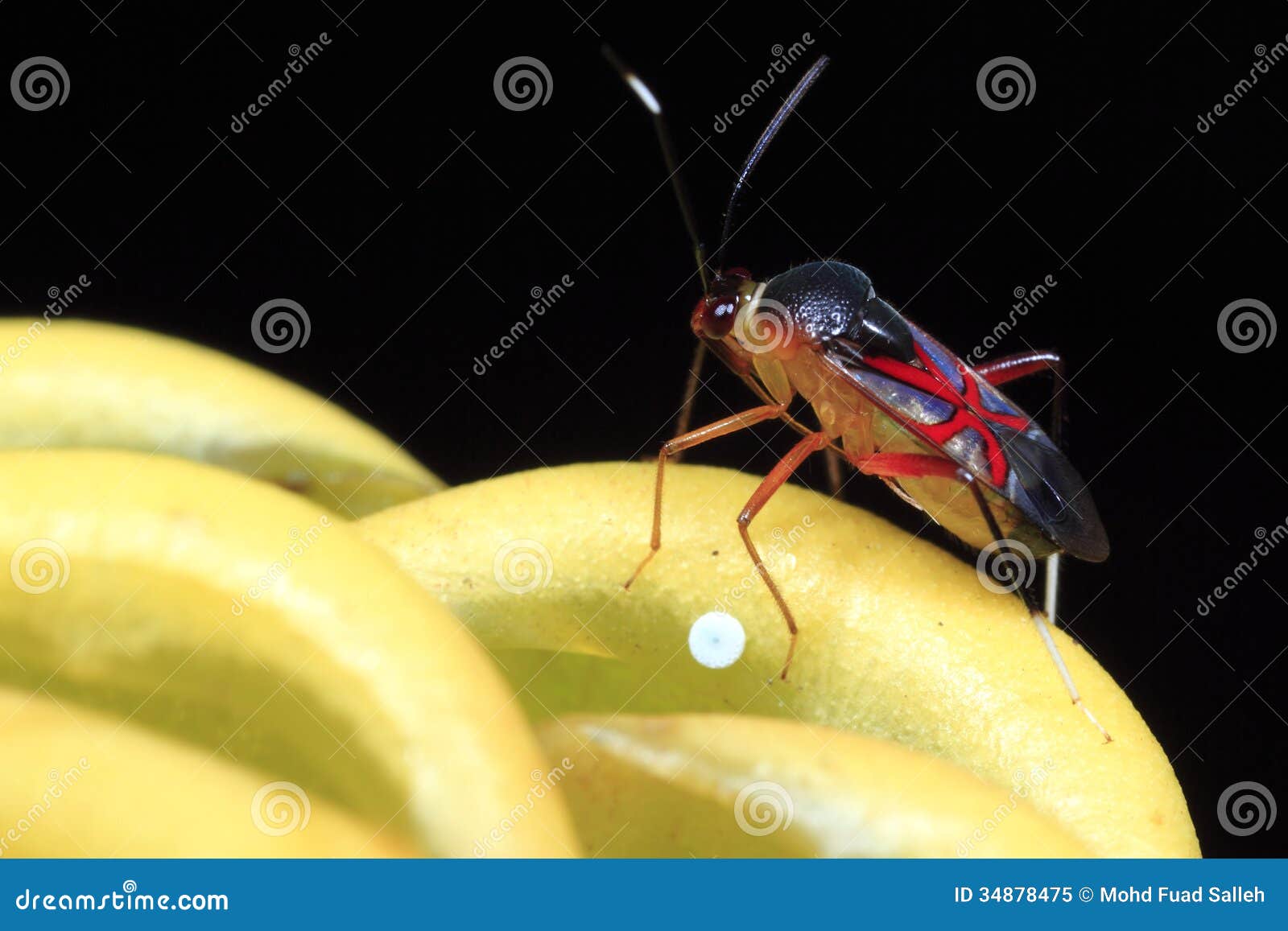 A flower moth resting stock image. Image of crawler, forest - 34878475