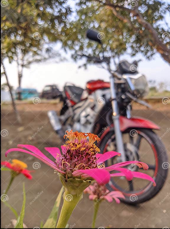 Flower and motorcycle stock photo. Image of vehicle - 221320842