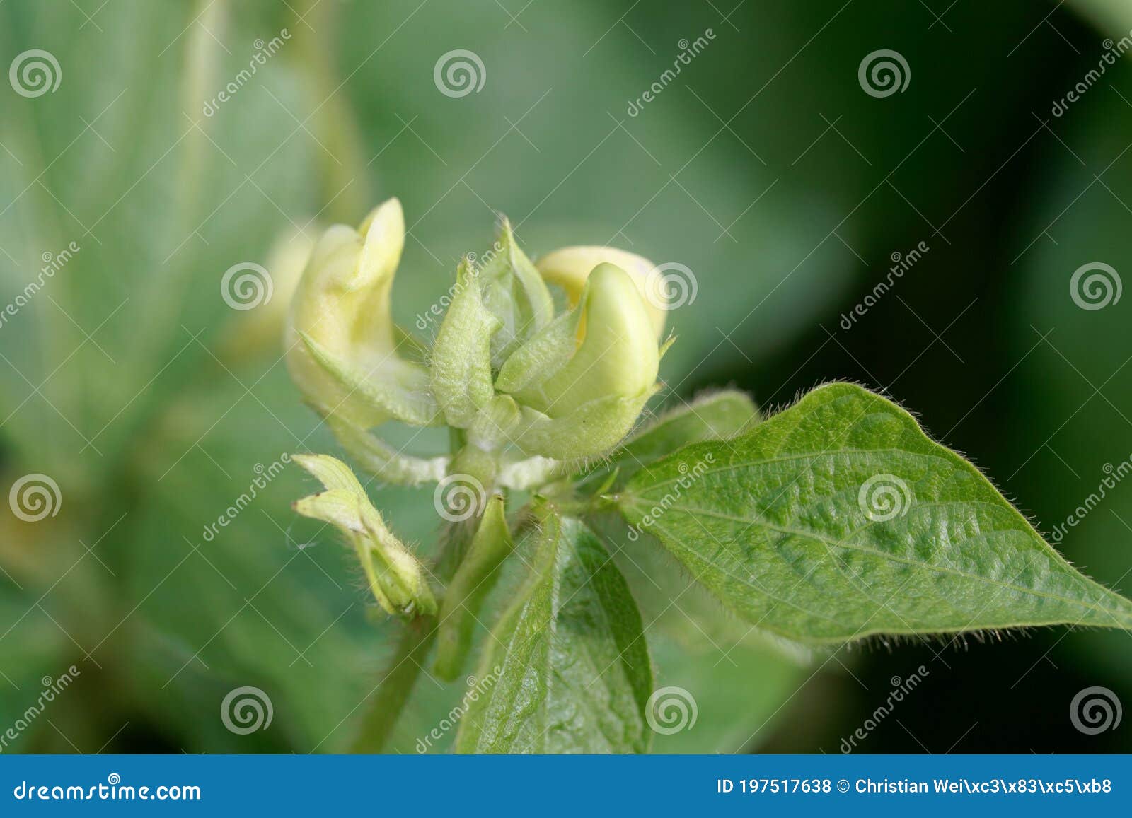 Flower of a Mung Bean, Vigna Radiata Stock Photo - Image of flora ...