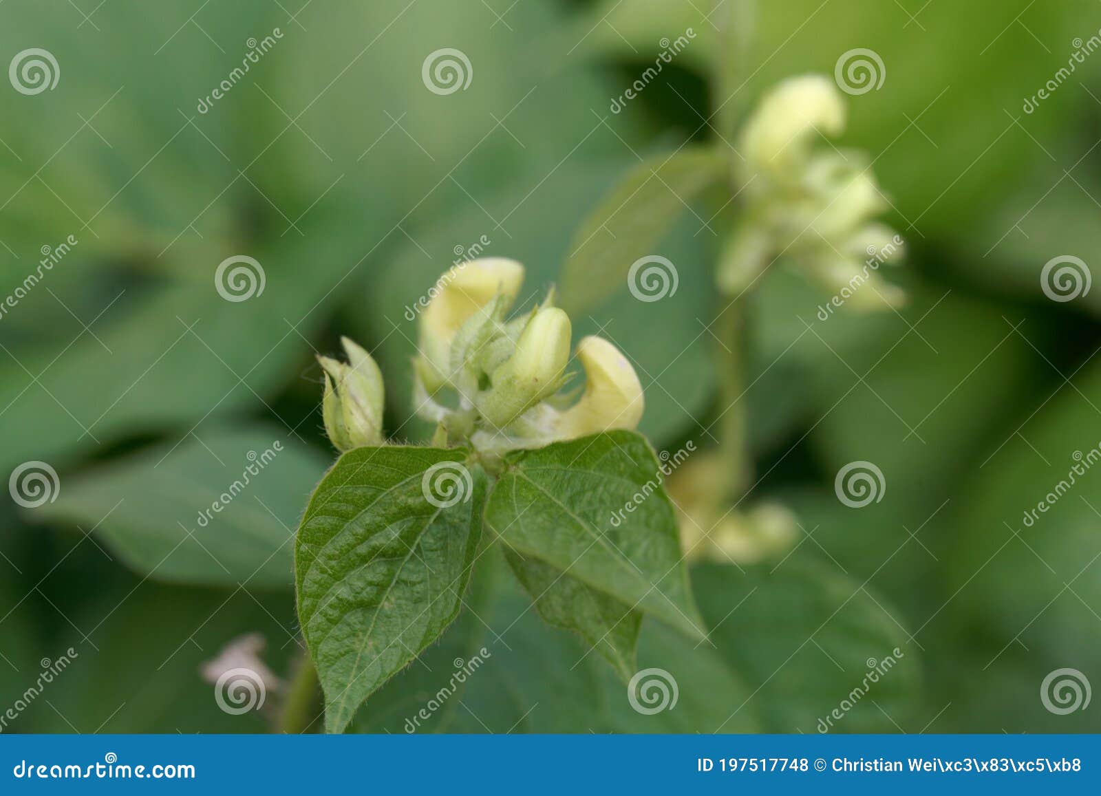 Flower of a Mung Bean, Vigna Radiata Stock Photo - Image of food ...