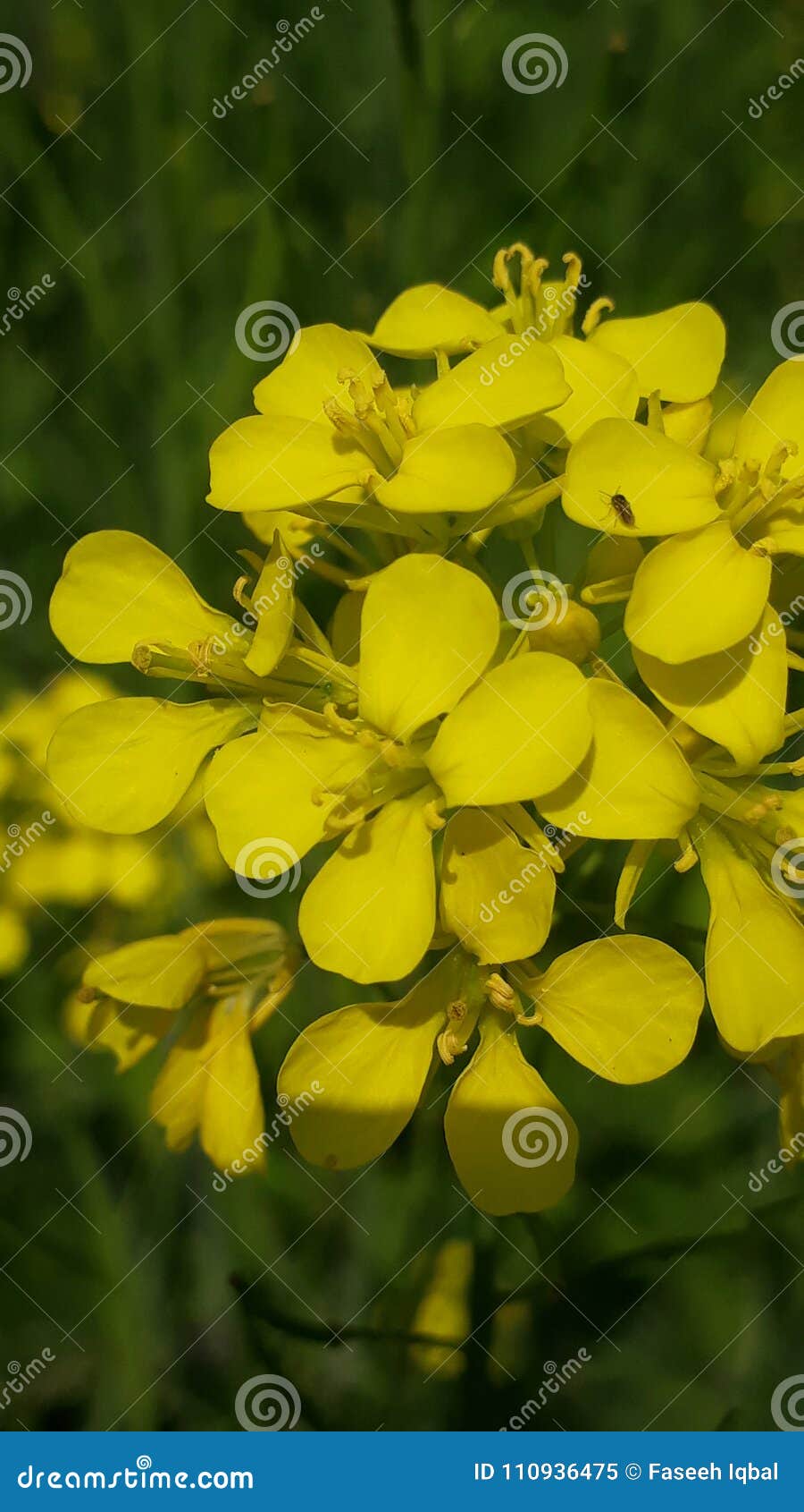 Flower of Mustard stock image. Image of sarson, mustard - 110936475
