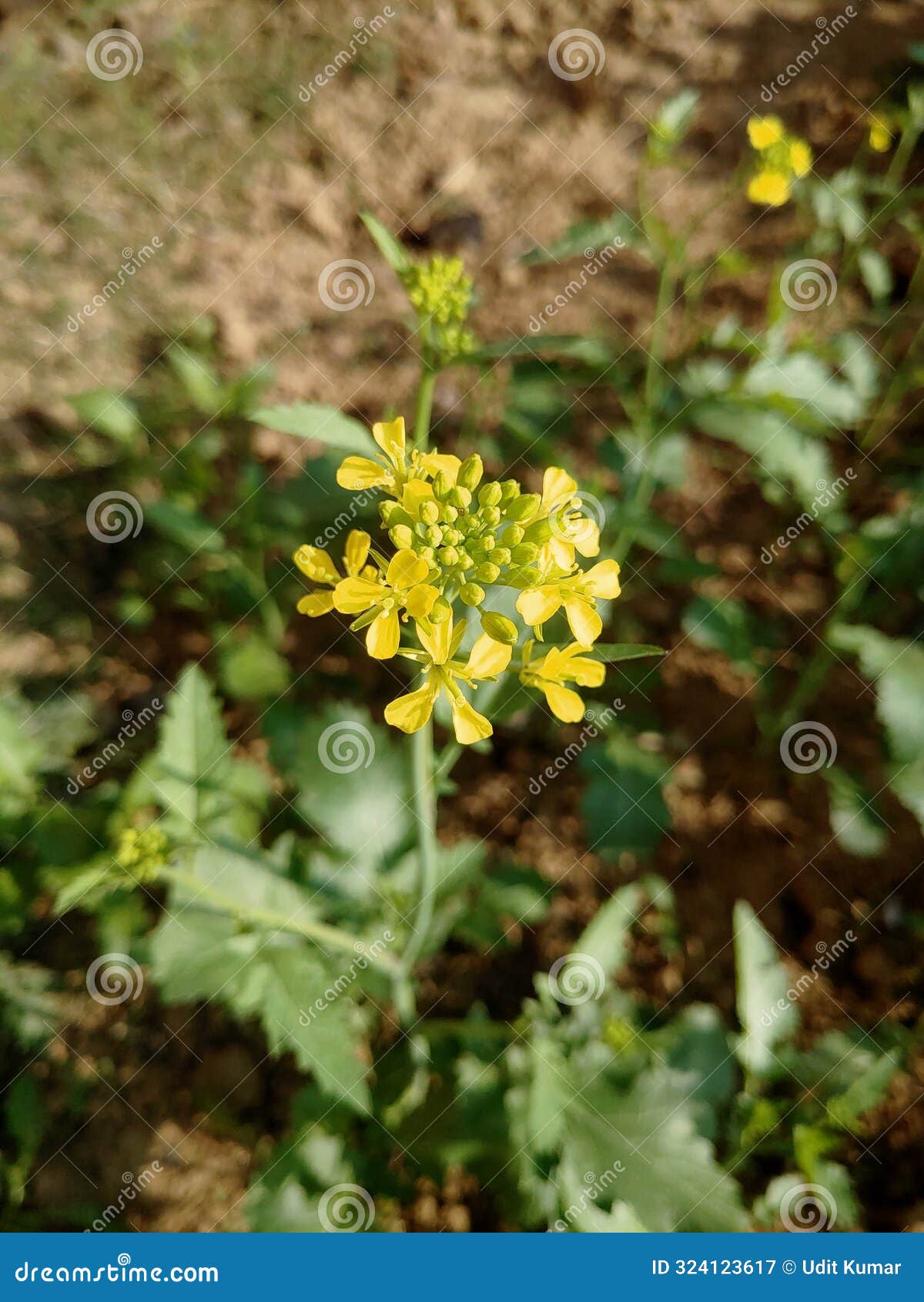 Mustard flower tree stock image. Image of flower, tree - 324123617