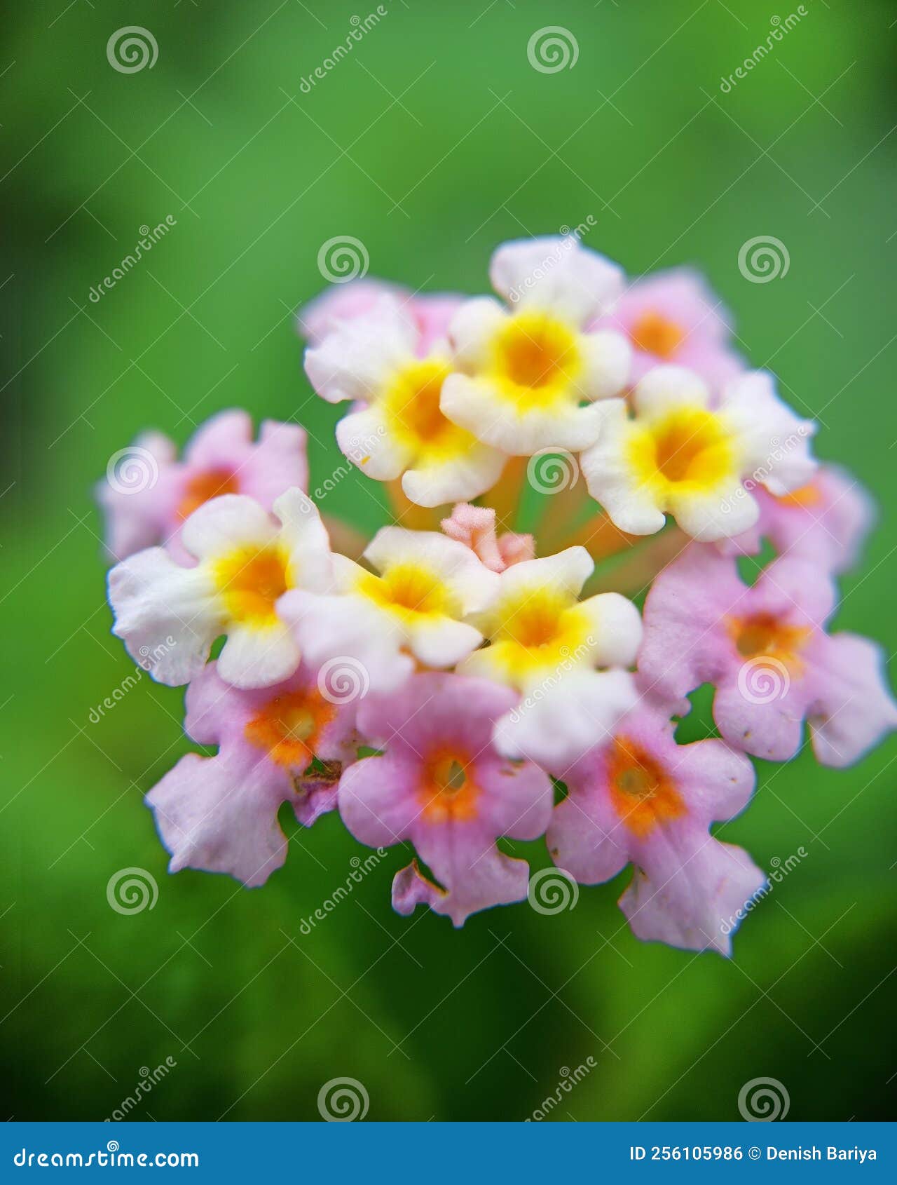 Flower in my farm stock photo. Image of flower, blossom - 256105986