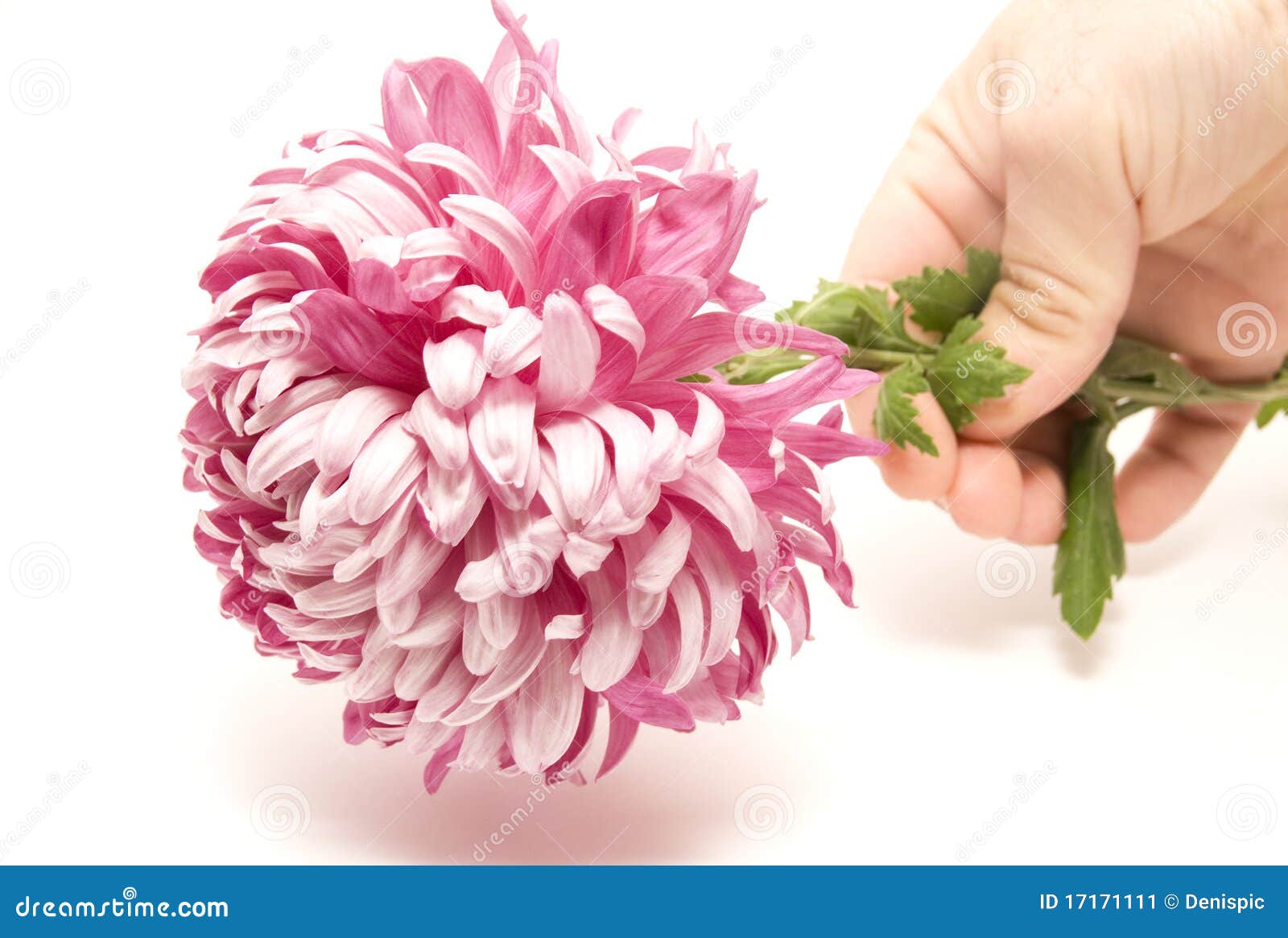 Flower in my hand stock image. Image of flora, pattern - 17171111
