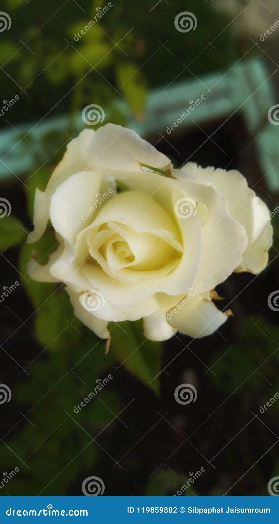 Write rose stock photo. Image of write, rose, nature - 119859802