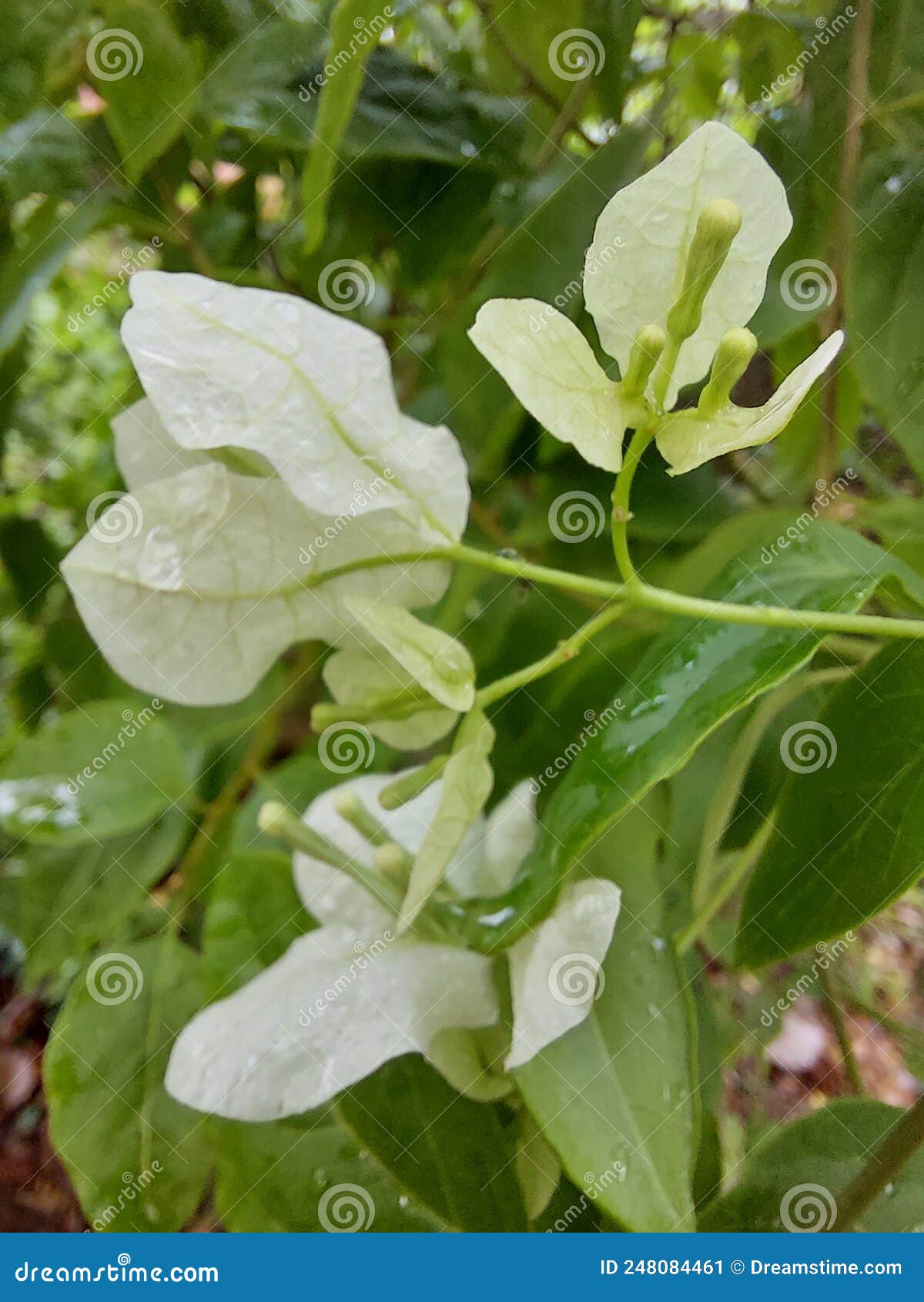 Flower from my own gurden stock image. Image of flower - 248084461