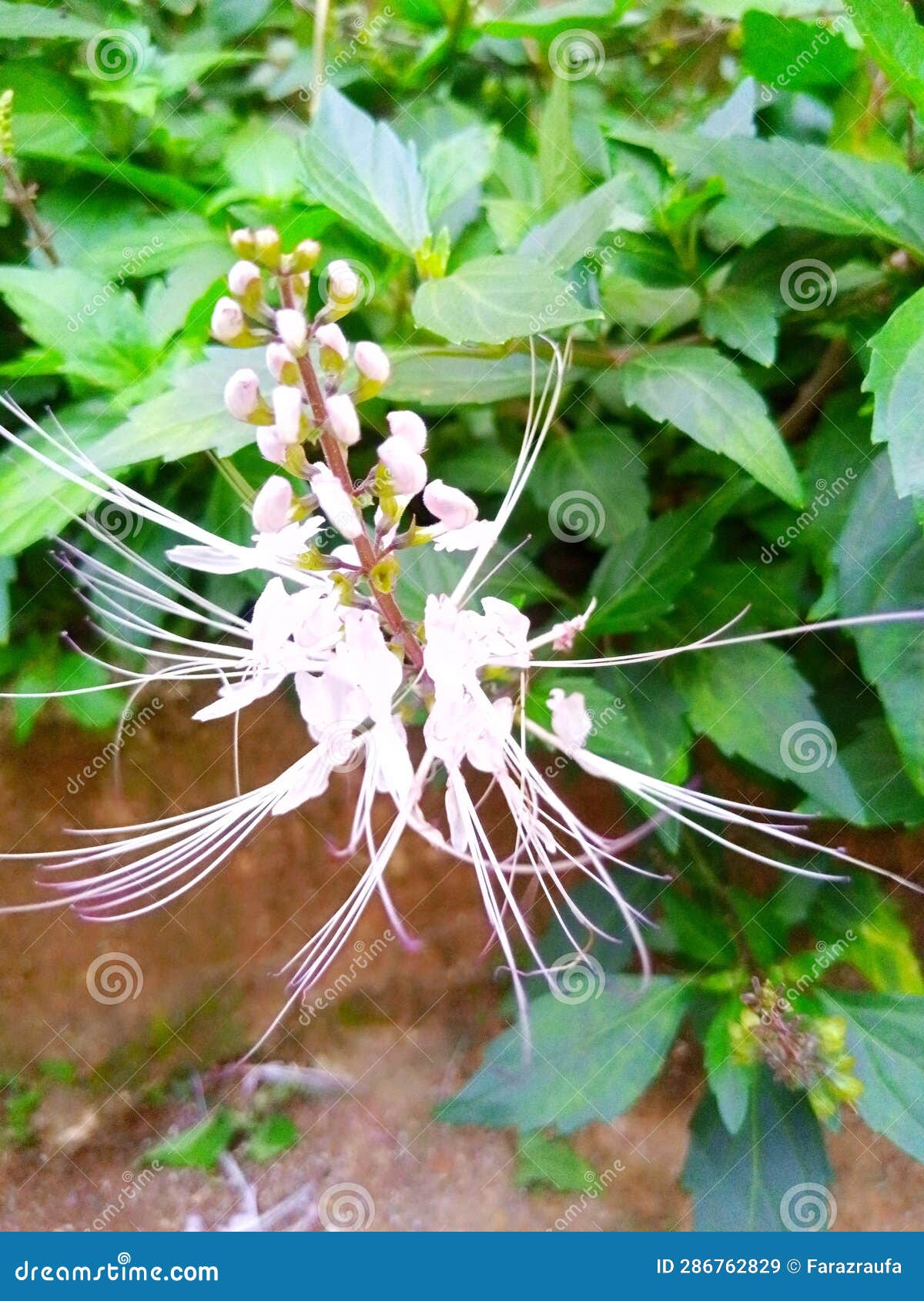 A Flower with the Name of a Cat Mustache Stock Image - Image of flower ...