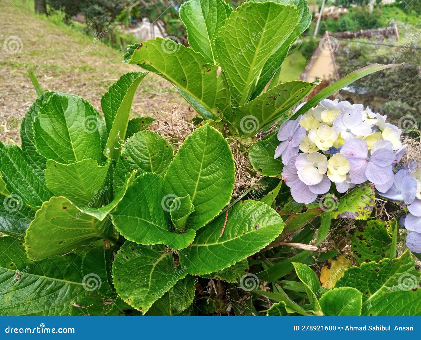 A Flower with the Name Hydrangea Macrophylla Which is Purple in Color ...