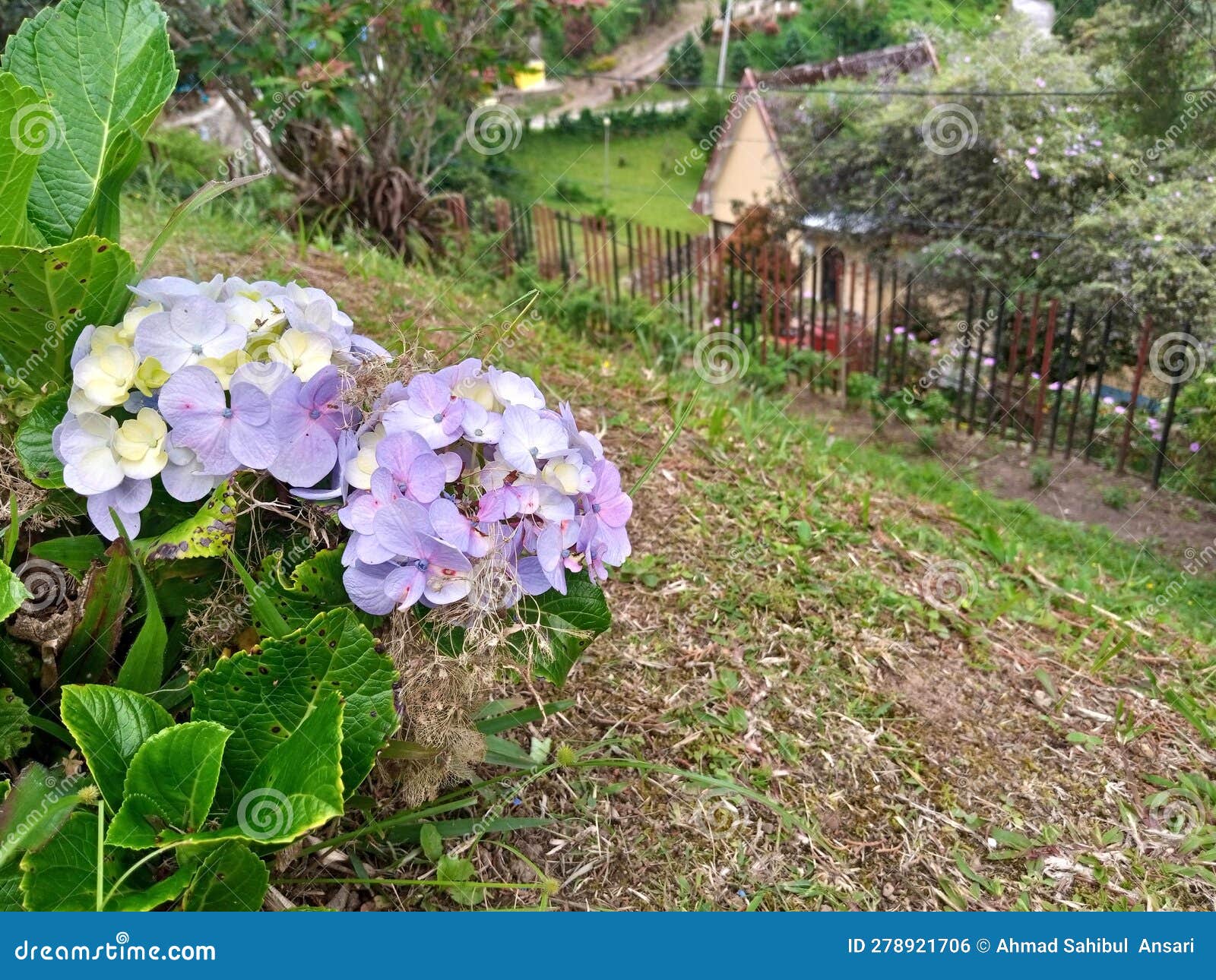 A Flower with the Name Hydrangea Macrophylla Which is Purple in Color ...
