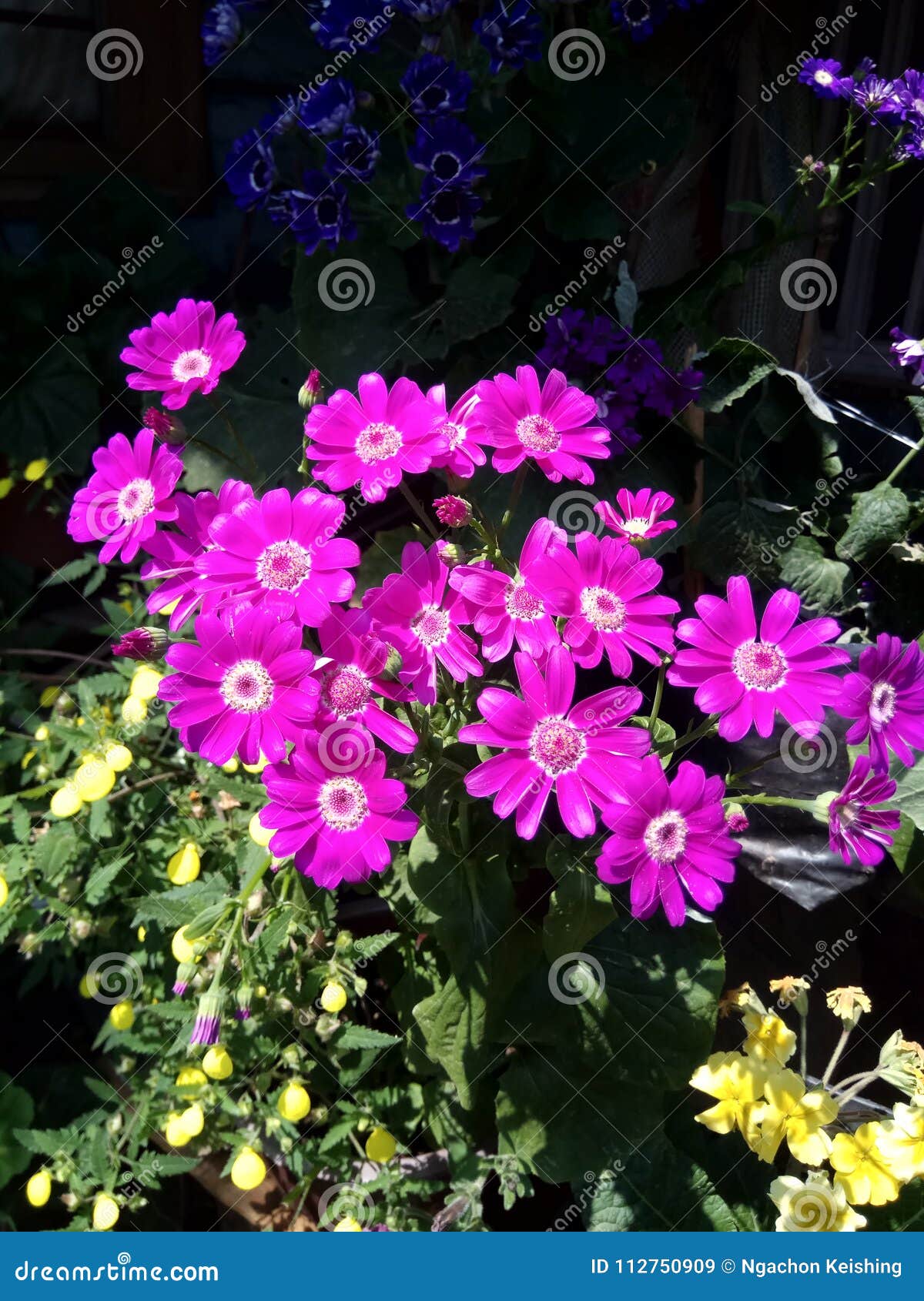 Flower name unknown stock image. Image of flower, name - 112750909