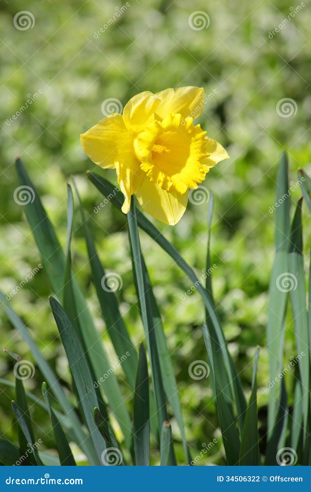 Flower Narcissus stock photo. Image of flowers, single - 34506322