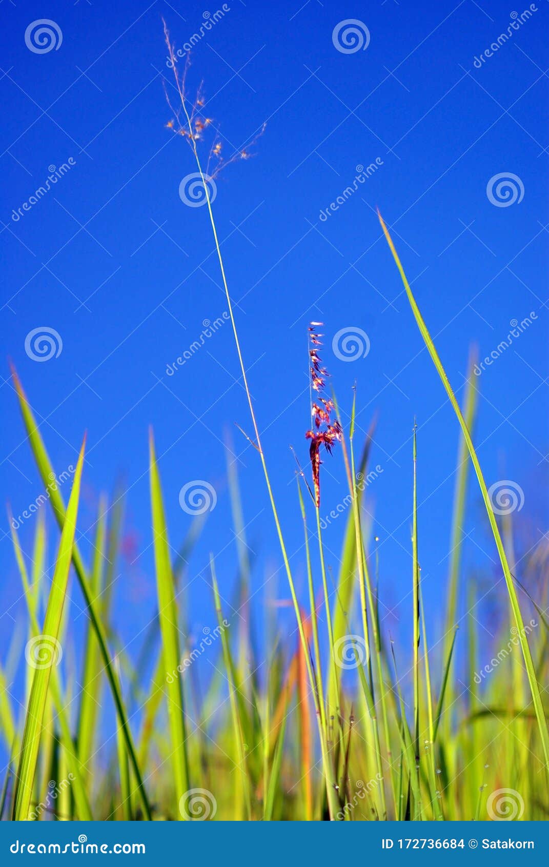 Flower of Natal Redtop Ruby Grass in Wind and Blue Sky Stock Photo ...