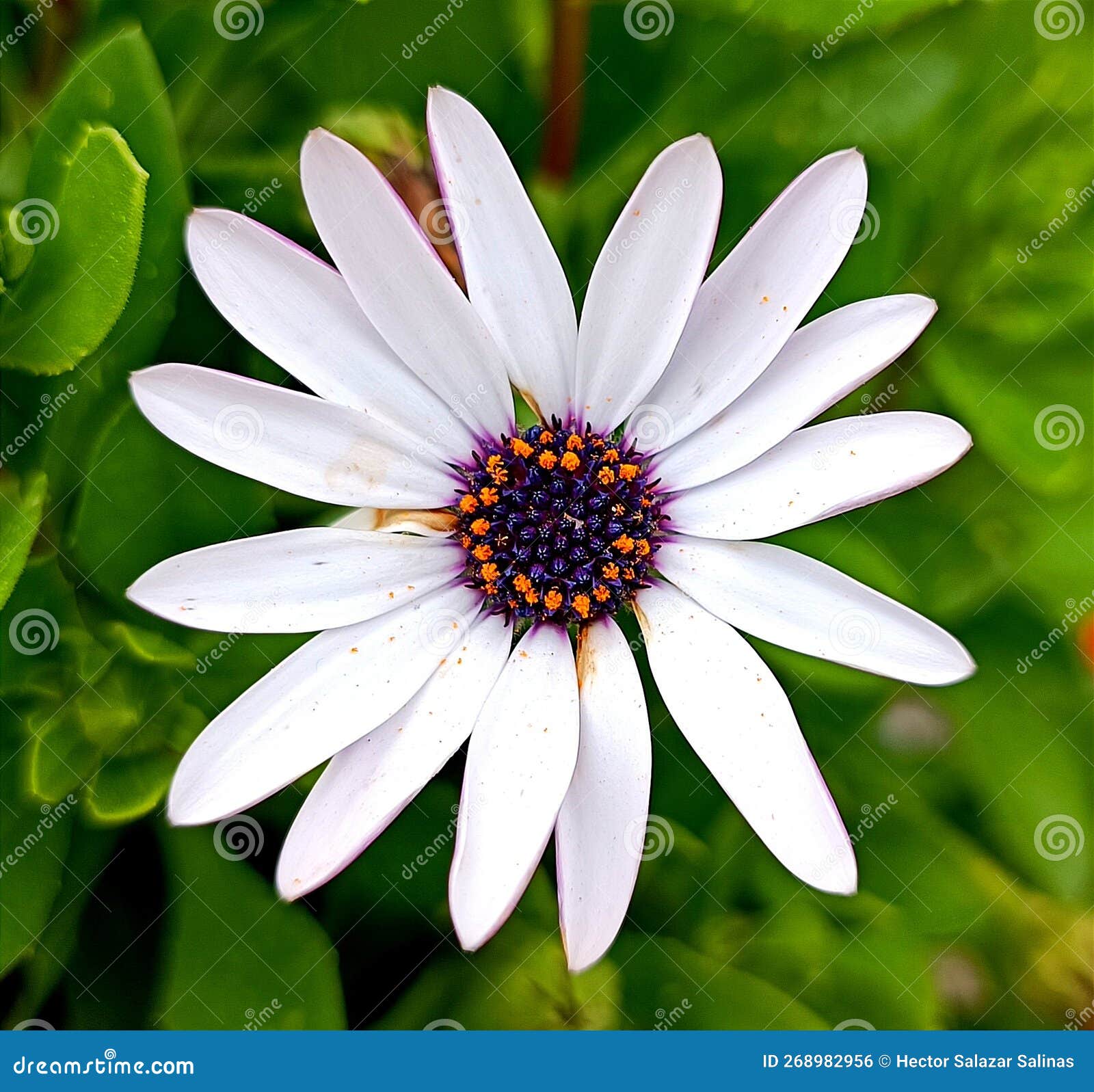 Flower Natura Wild White Beauty Stock Photo - Image of natura, flower ...