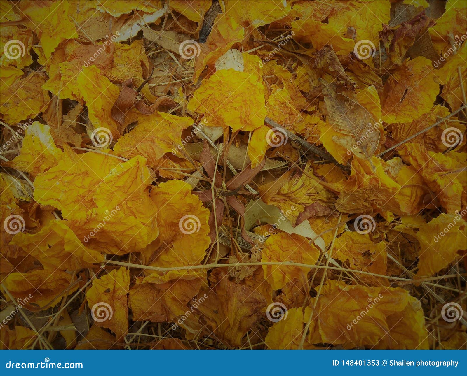 Flower Natural Background and Textures Stock Image - Image of leaf ...