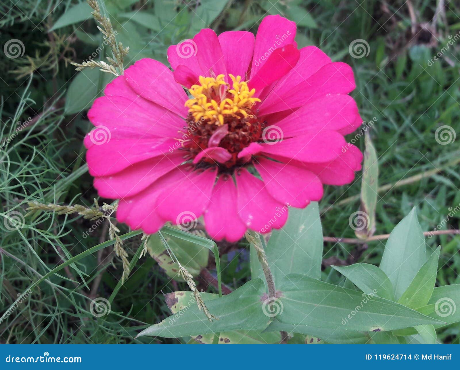 Flower Capa Stock Photos - Free & Royalty-Free Stock Photos from Dreamstime