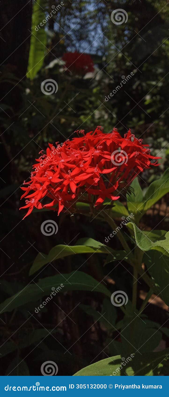 Beautiful Grade Flower Natural Environment Red Sun Stock Photo - Image ...
