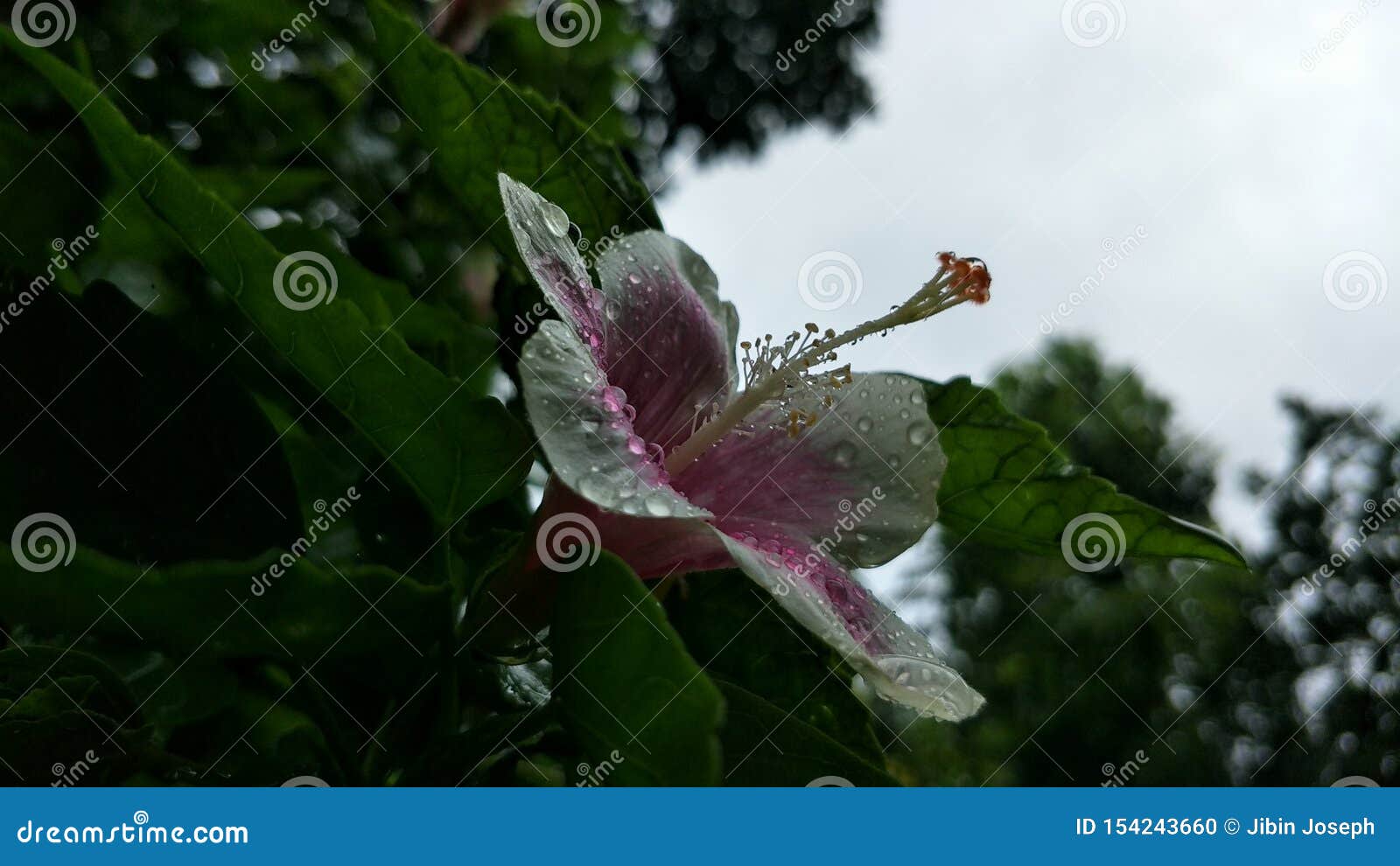 Flower stock photo. Image of natural, chembarathi, flower - 154243660