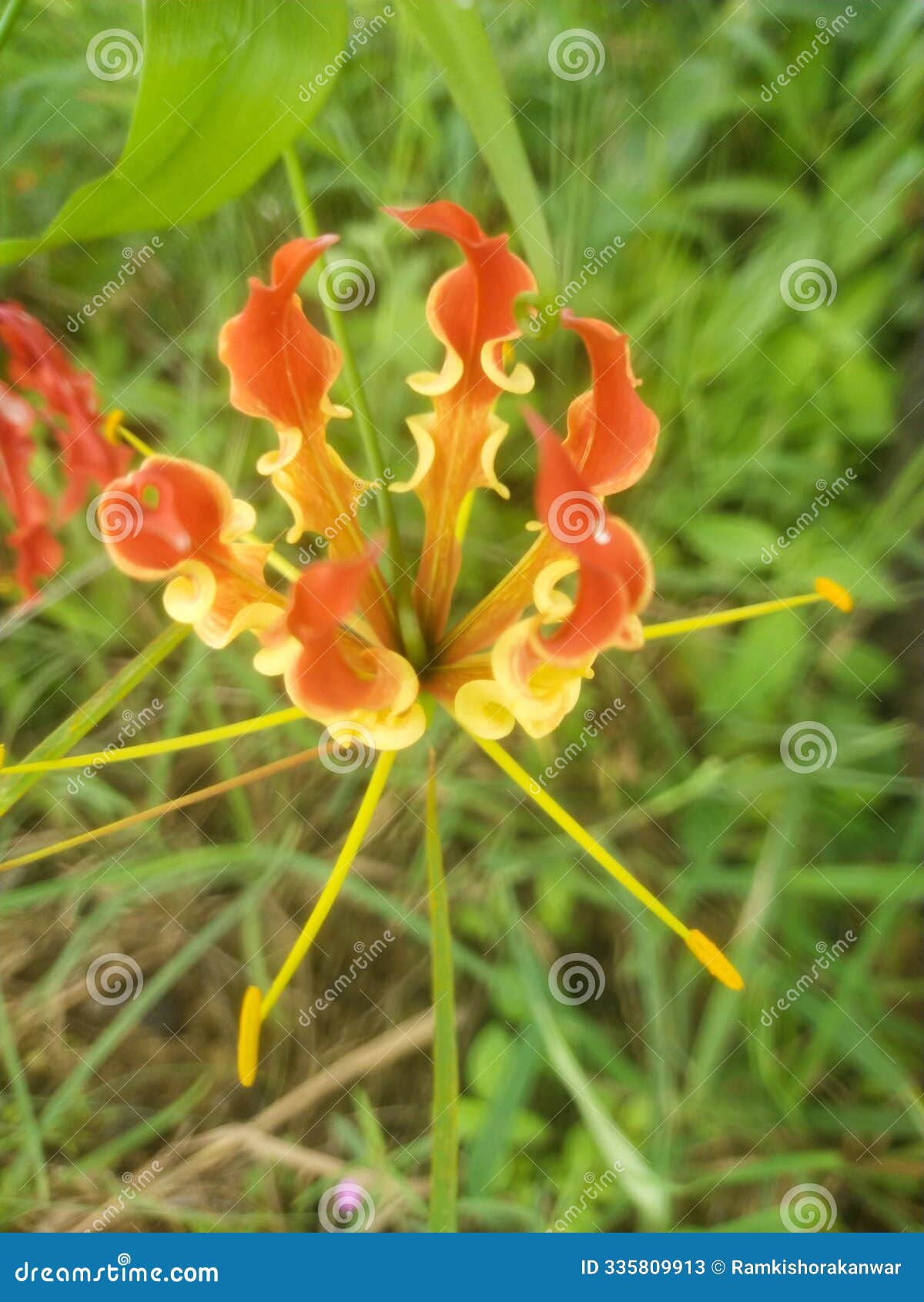 Flower Natural Vanaspati Flower Pushp Stock Image - Image of phool ...