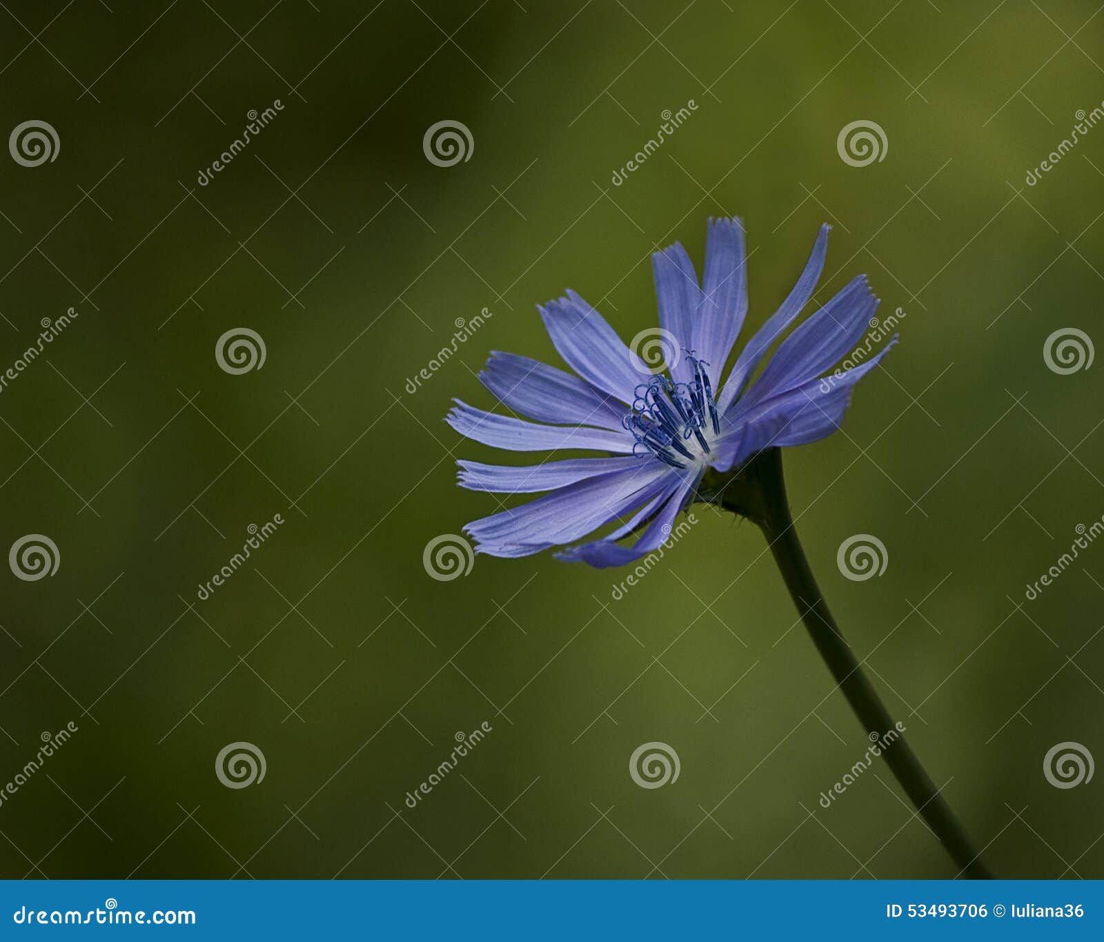 Flower stock photo. Image of nature, great, beauty, alone - 53493706