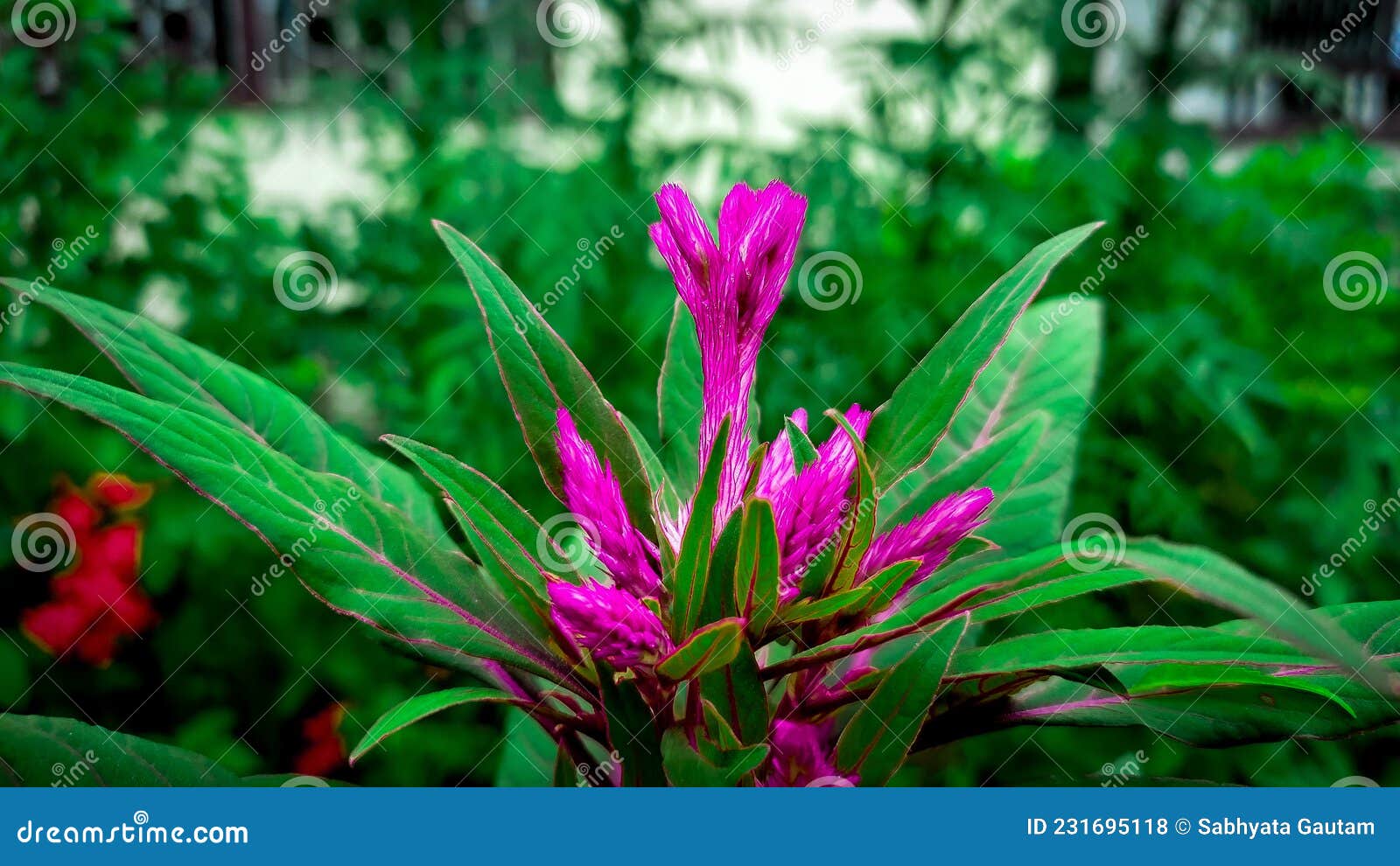 Flower, Nature Lover, Garden, Stock Photo - Image of garden, green ...