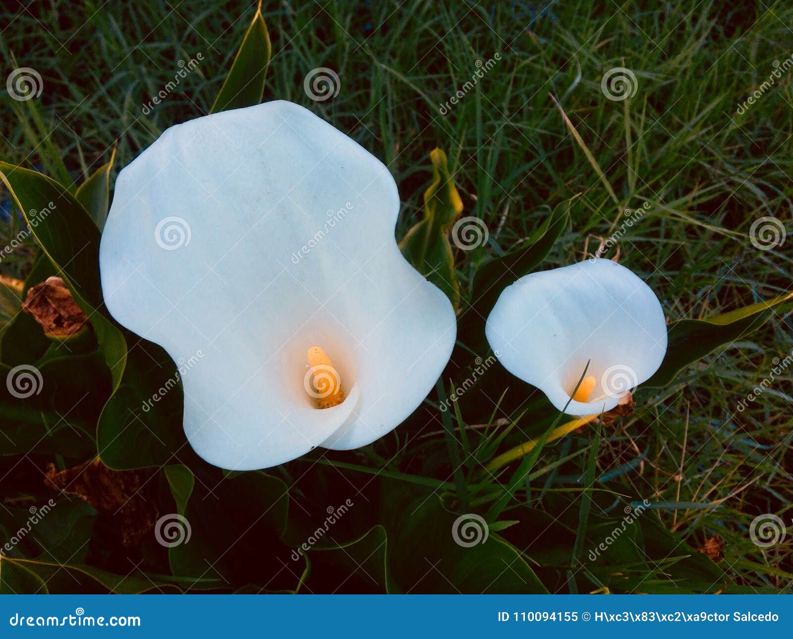 Alcatraz stock image. Image of flower, nature, alcatraz - 110094155