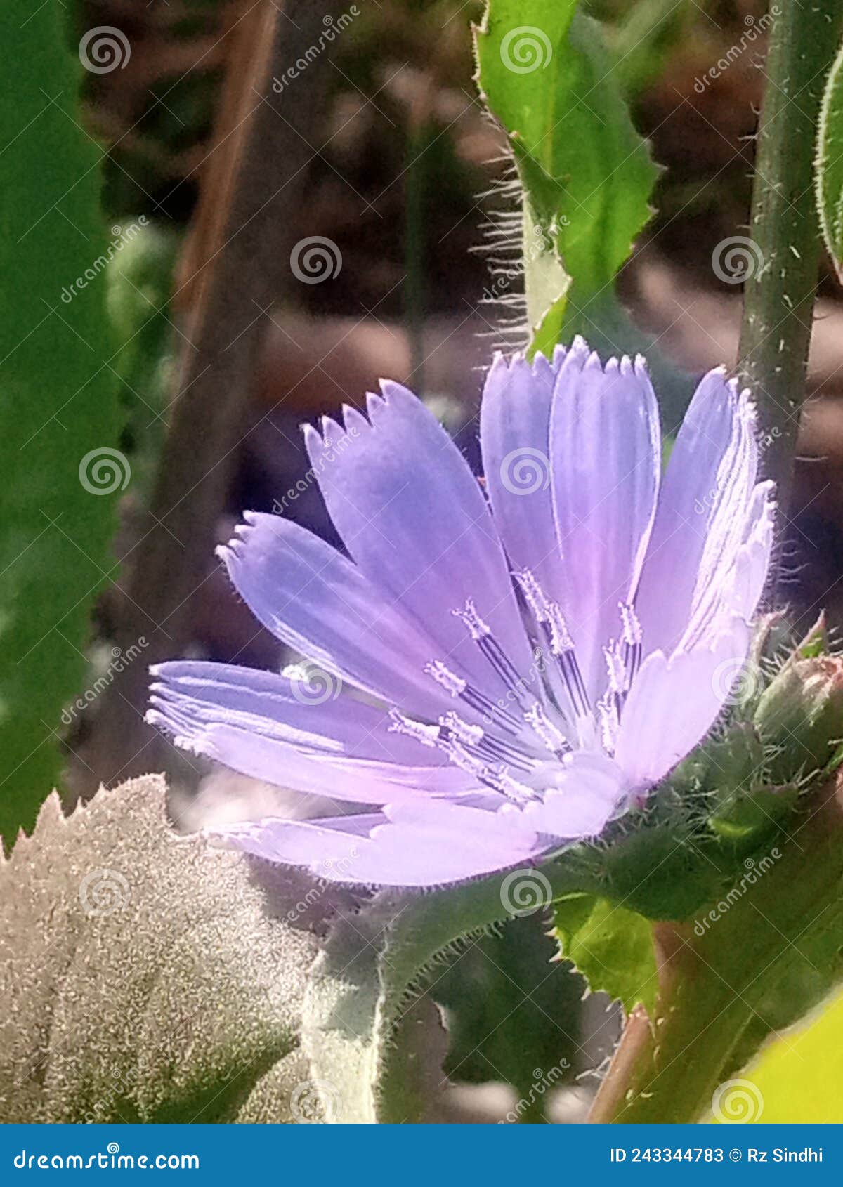 A Flower in Nature, Pakistan Stock Image - Image of leaf, produce ...