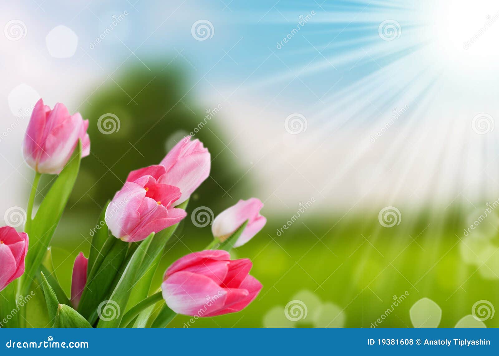 Flower and Nature Spring Bokeh Background Stock Photo - Image of beam ...