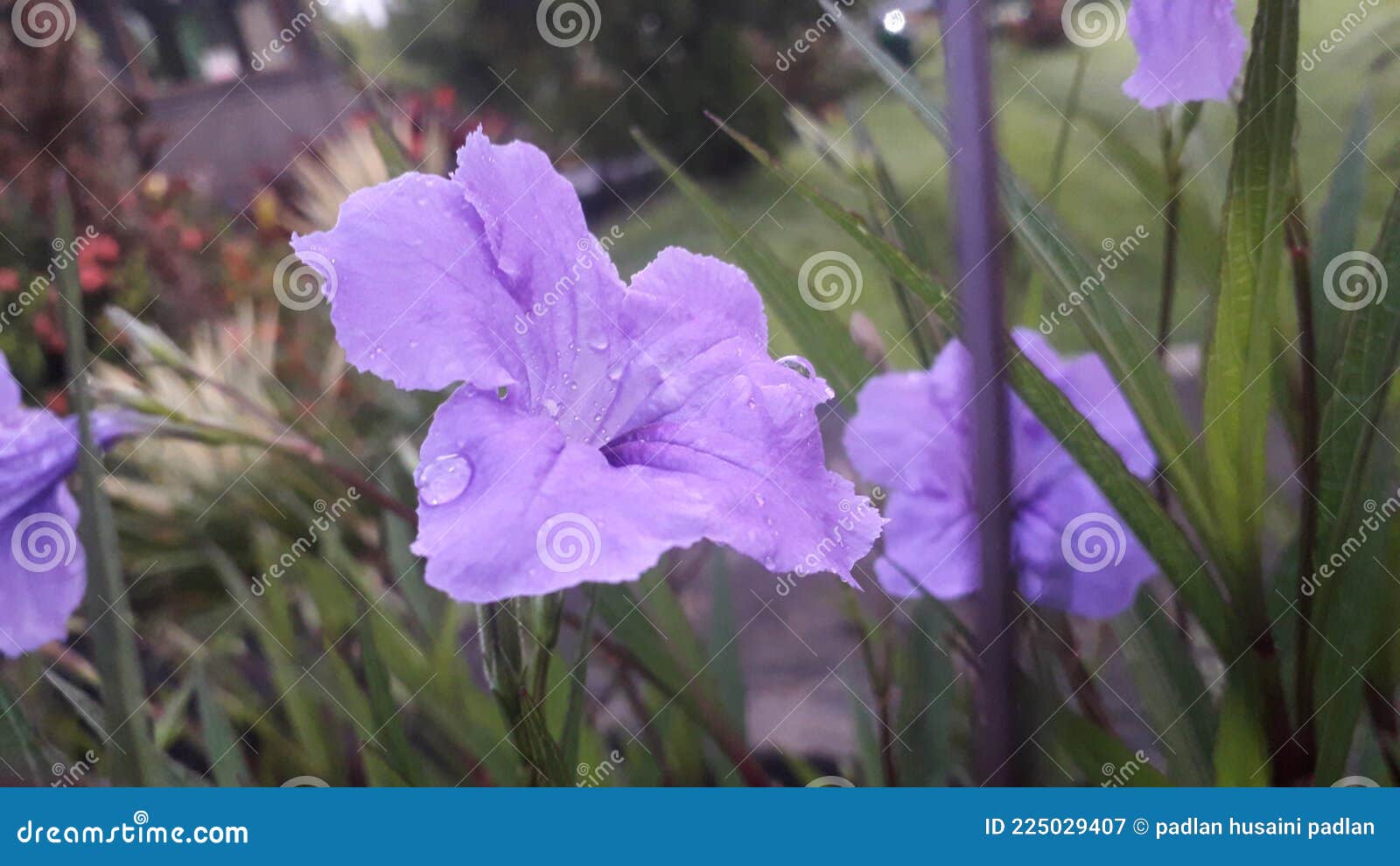 Flower nature wather stock image. Image of nature, plant - 225029407