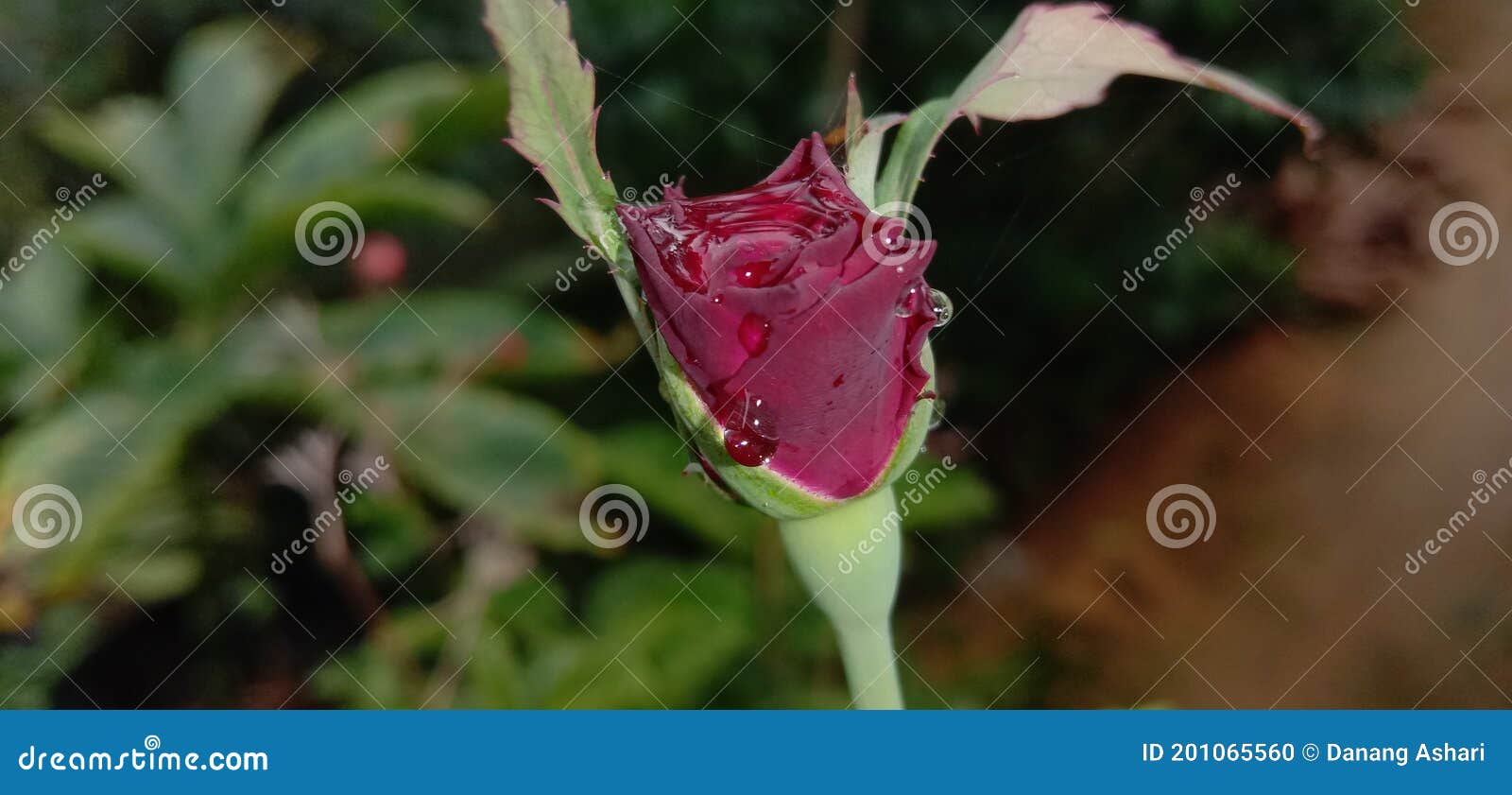 The Flower that Nearly Bloomed Was Dripping with Water Stock Photo ...