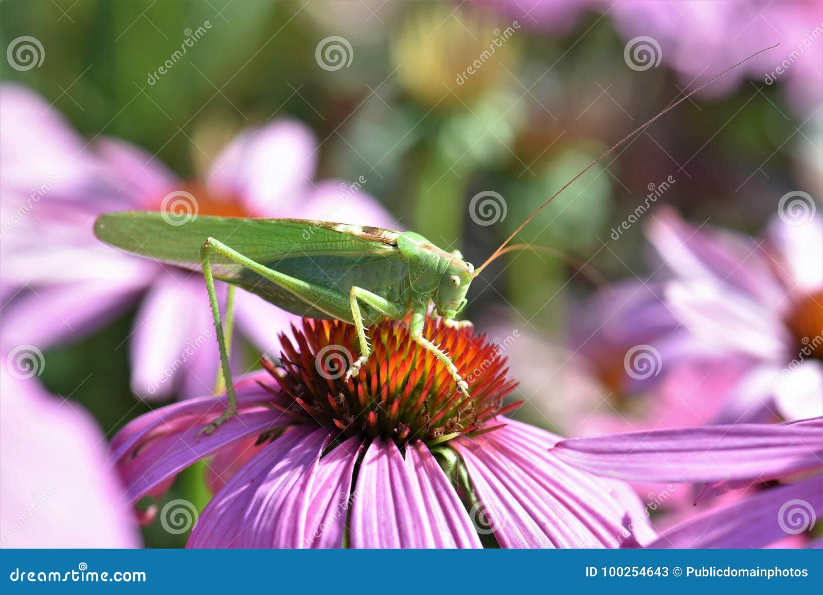 Flower, Nectar, Purple, Coneflower Picture. Image: 100254643