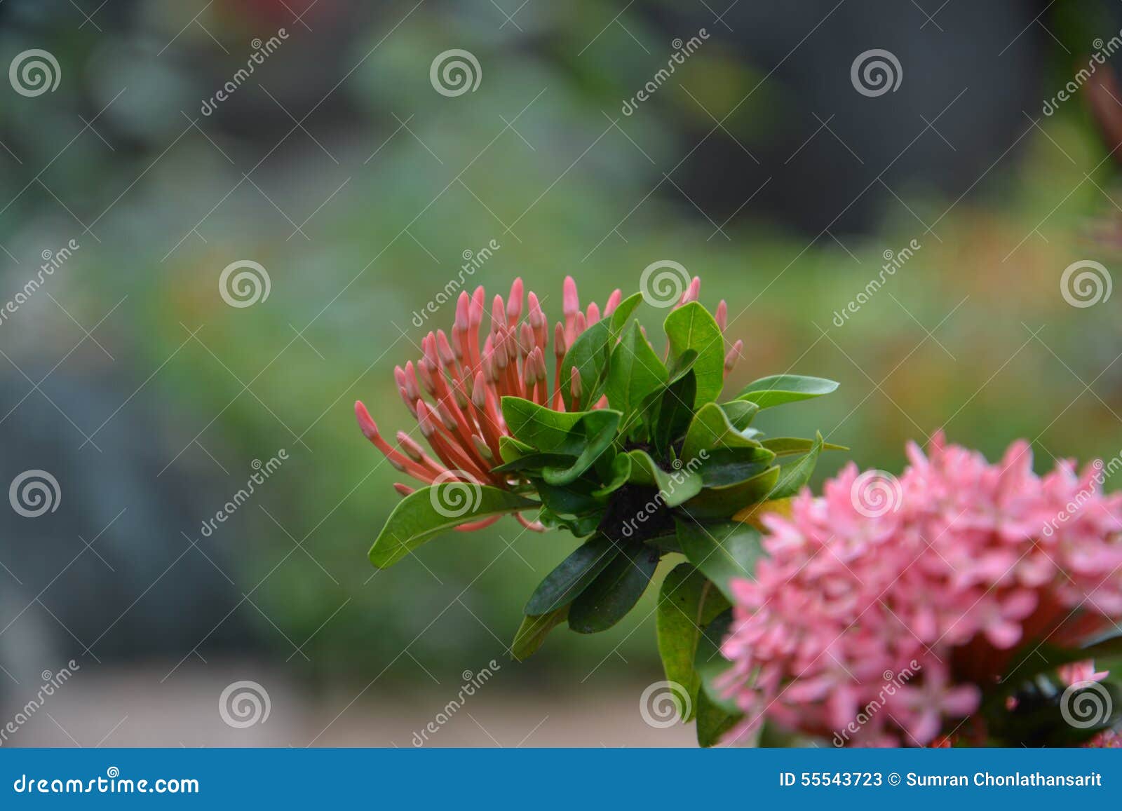 Flower, needle stock image. Image of plant, small, colors - 55543723
