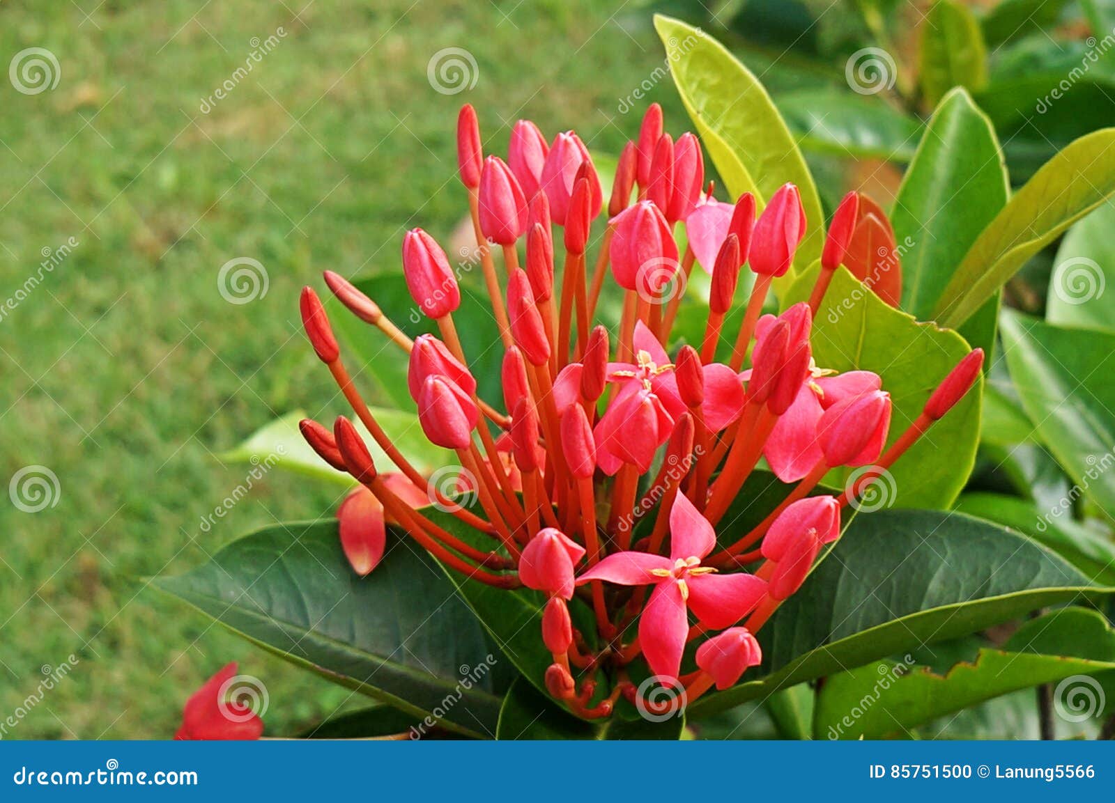 Flower needle stock photo. Image of gardens, blooming - 85751500