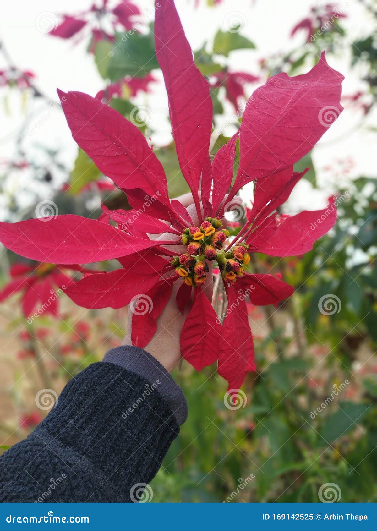 Flower nepali flower stock image. Image of nepali, visitnepal - 169142525