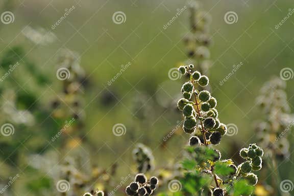 Flower stock photo. Image of nettle, colors, green, photograph - 31474846
