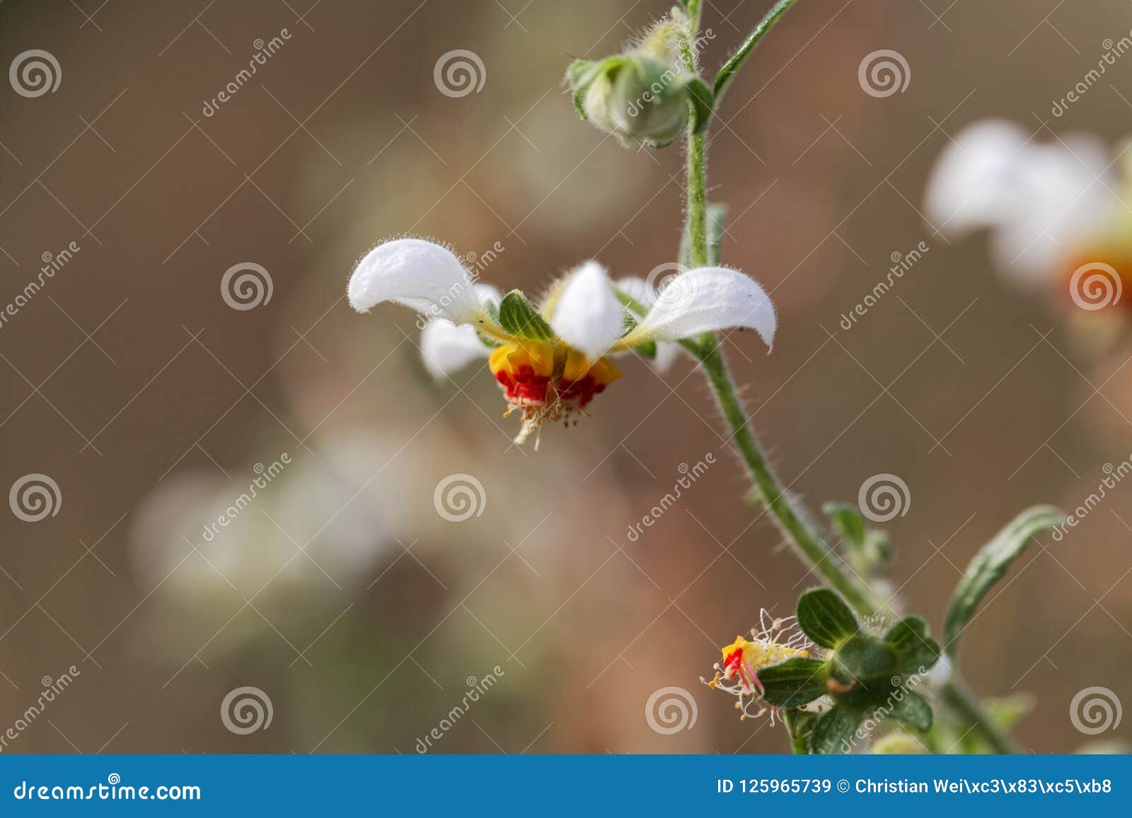 Flower of the Nettle Nasa Triphylla Stock Image - Image of beauty ...