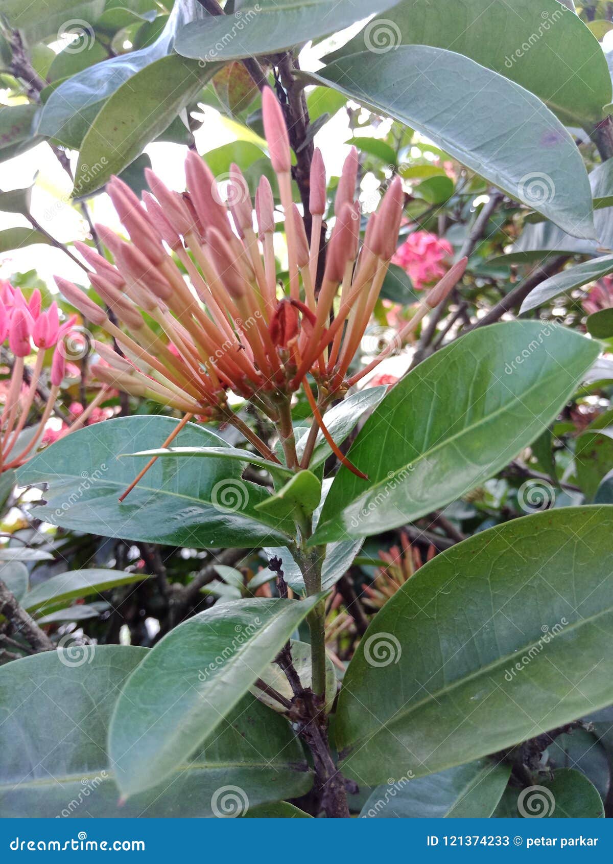 Netural Beuty Stock Photos - Free & Royalty-Free Stock Photos from ...