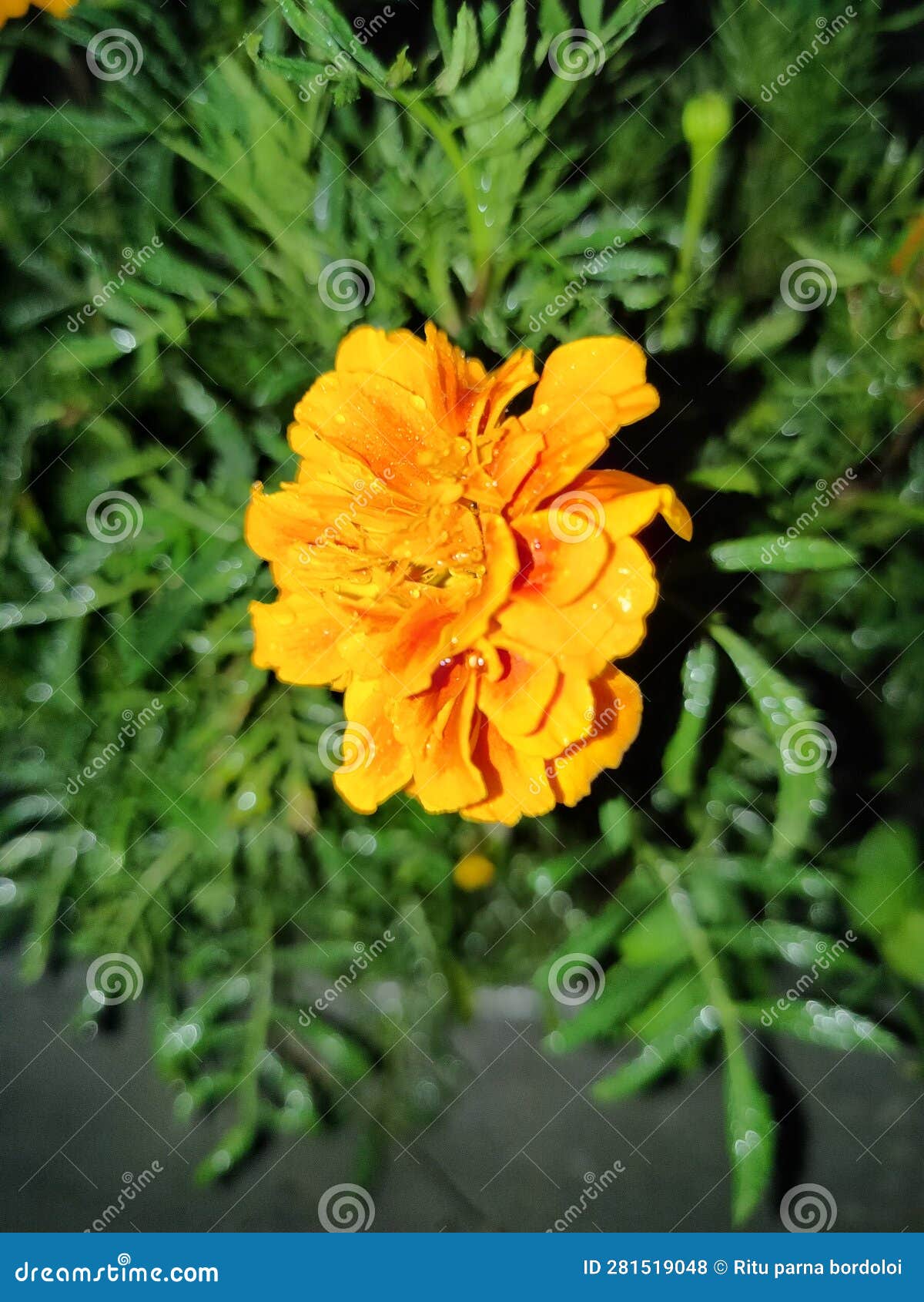 Flower nice pic stock photo. Image of autumn, flower - 281519048