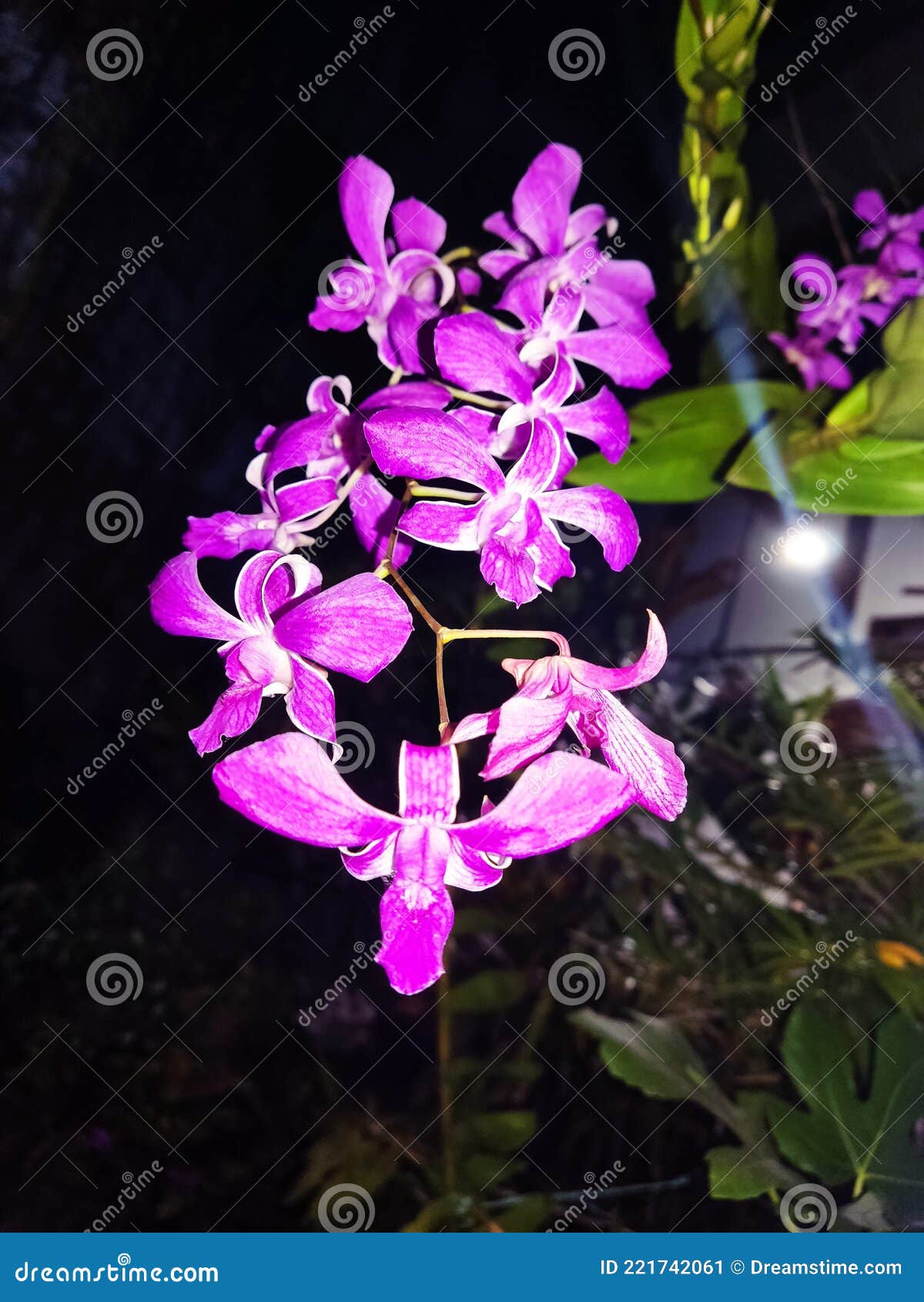 Flower in the night stock image. Image of violet, purple - 221742061