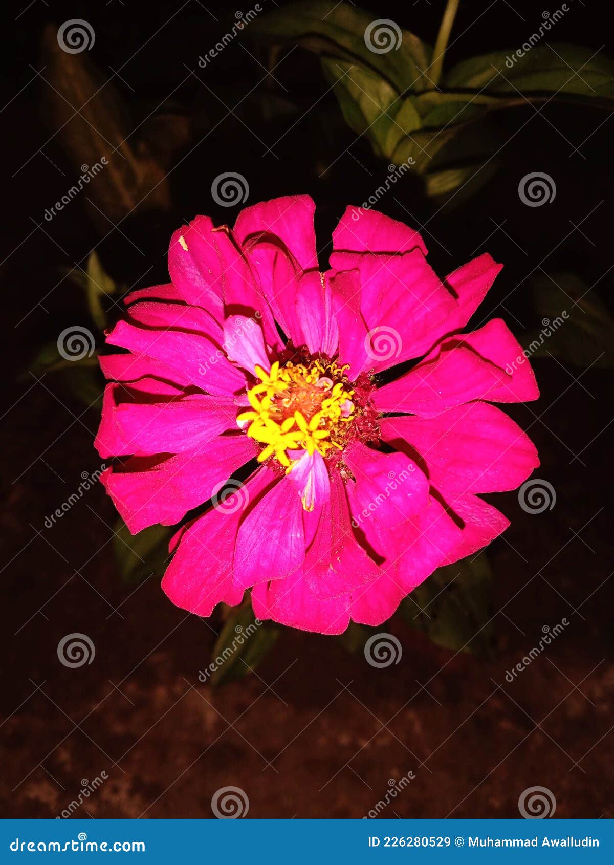 The flower in night stock image. Image of flower, petal - 226280529